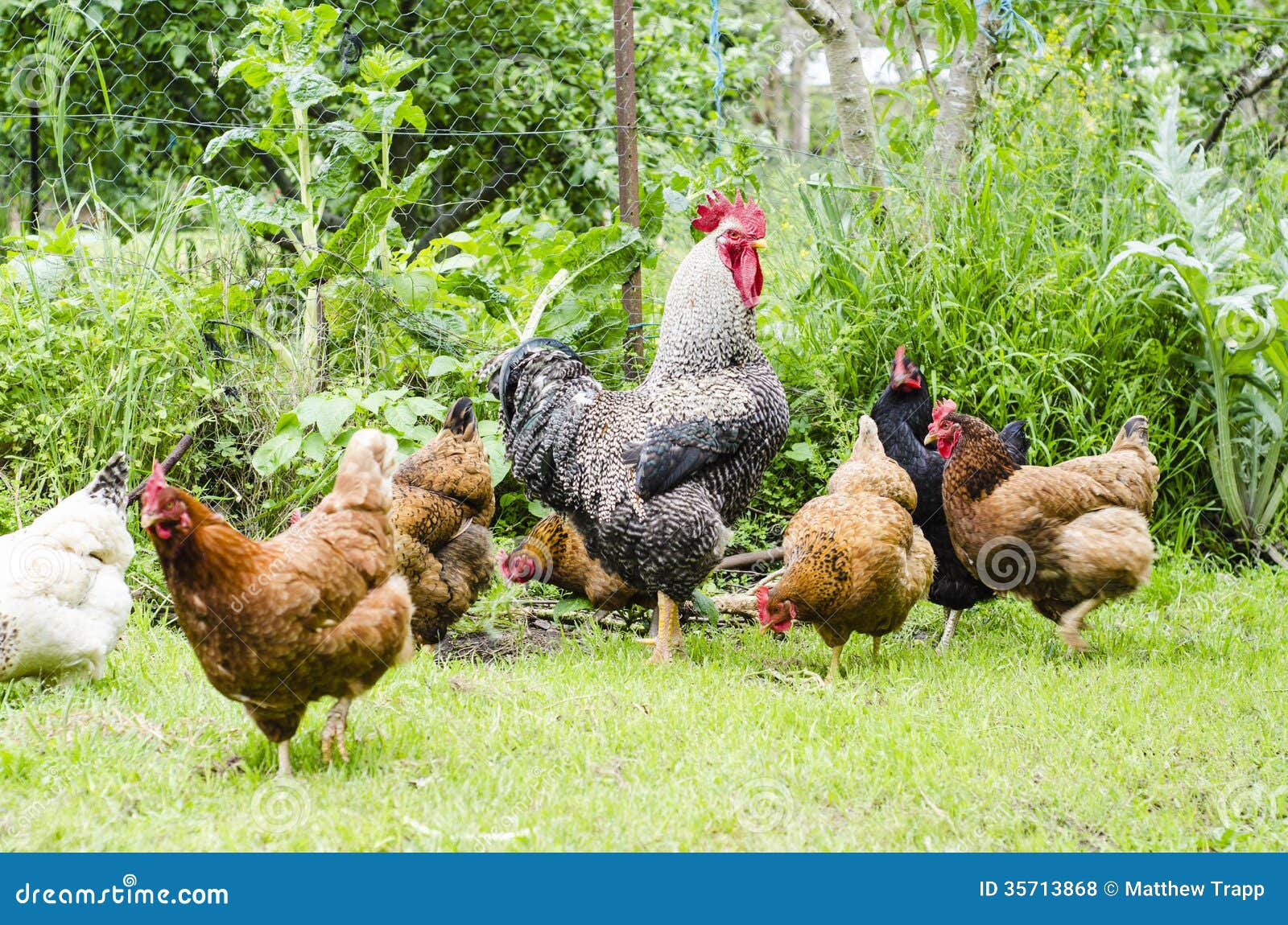 Rooster Surrounded by Chickens Stock Photo - Image of green, farmyard ...