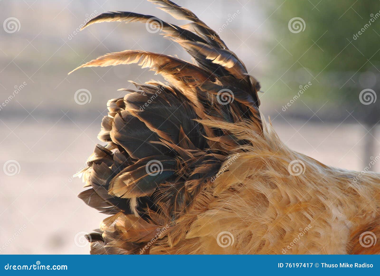 Rooster tail stock image. Image of rooster, chicken, windy - 76197417