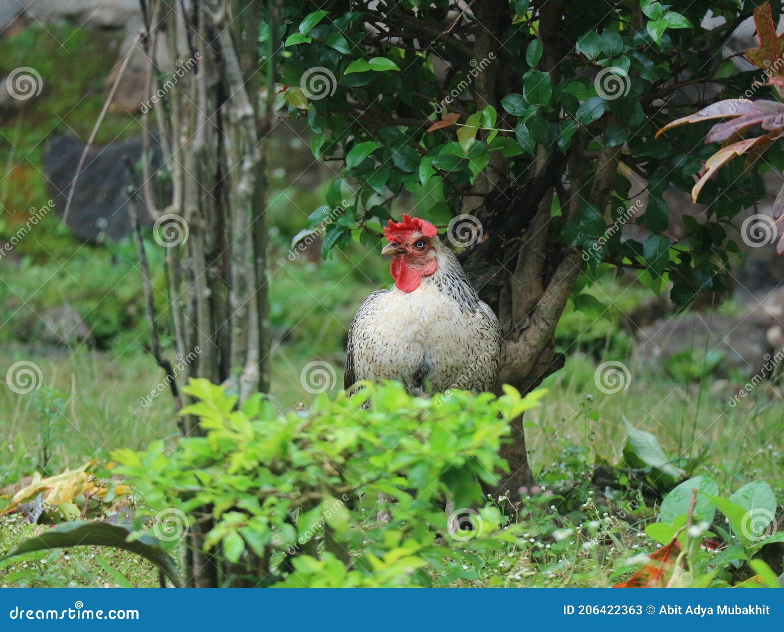 Rooster that Takes Shelter when it Rain Stock Image - Image of takes ...