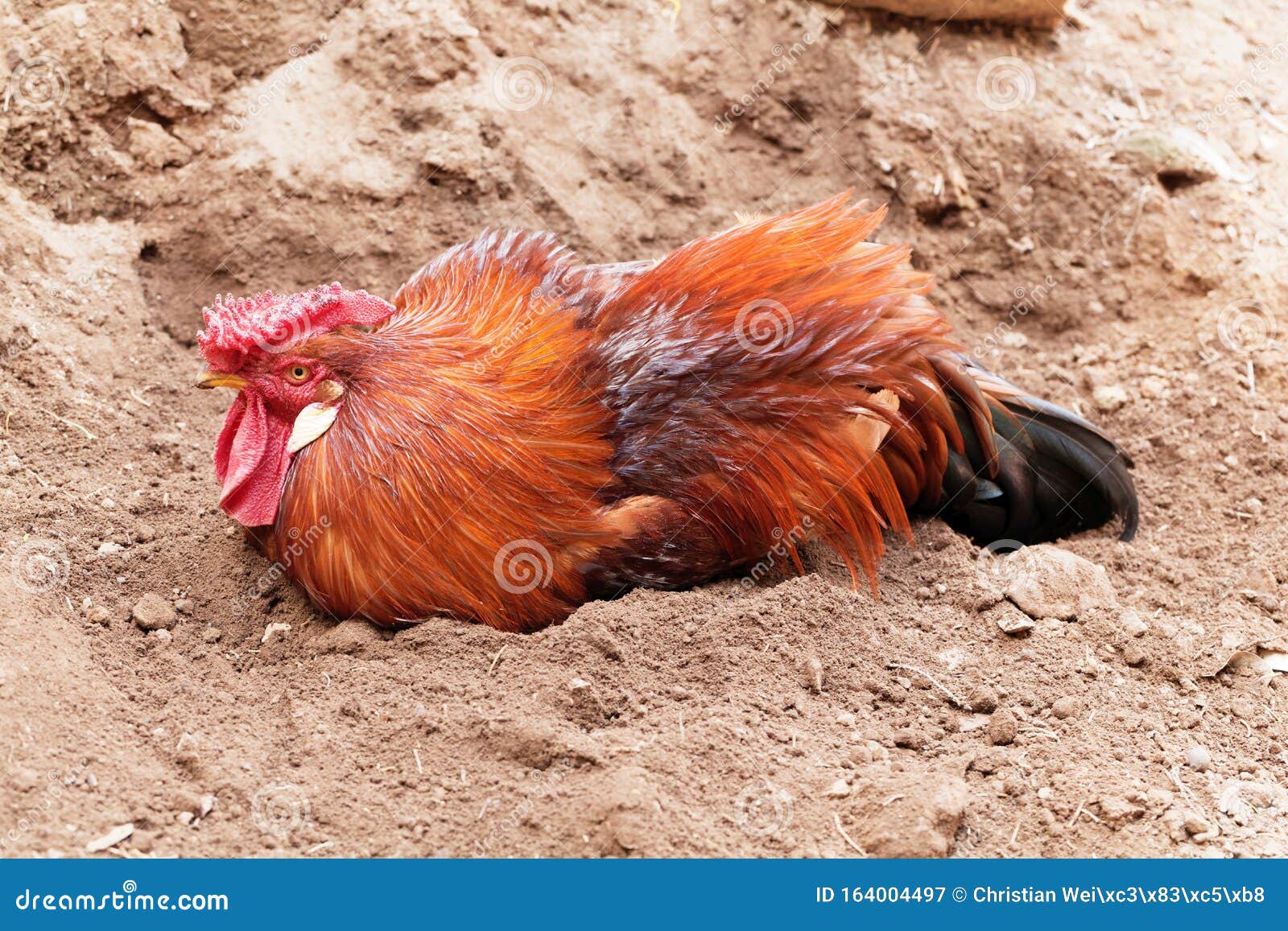 Rooster Taking a Sand Bath in Sand Stock Image - Image of farm, chicken ...
