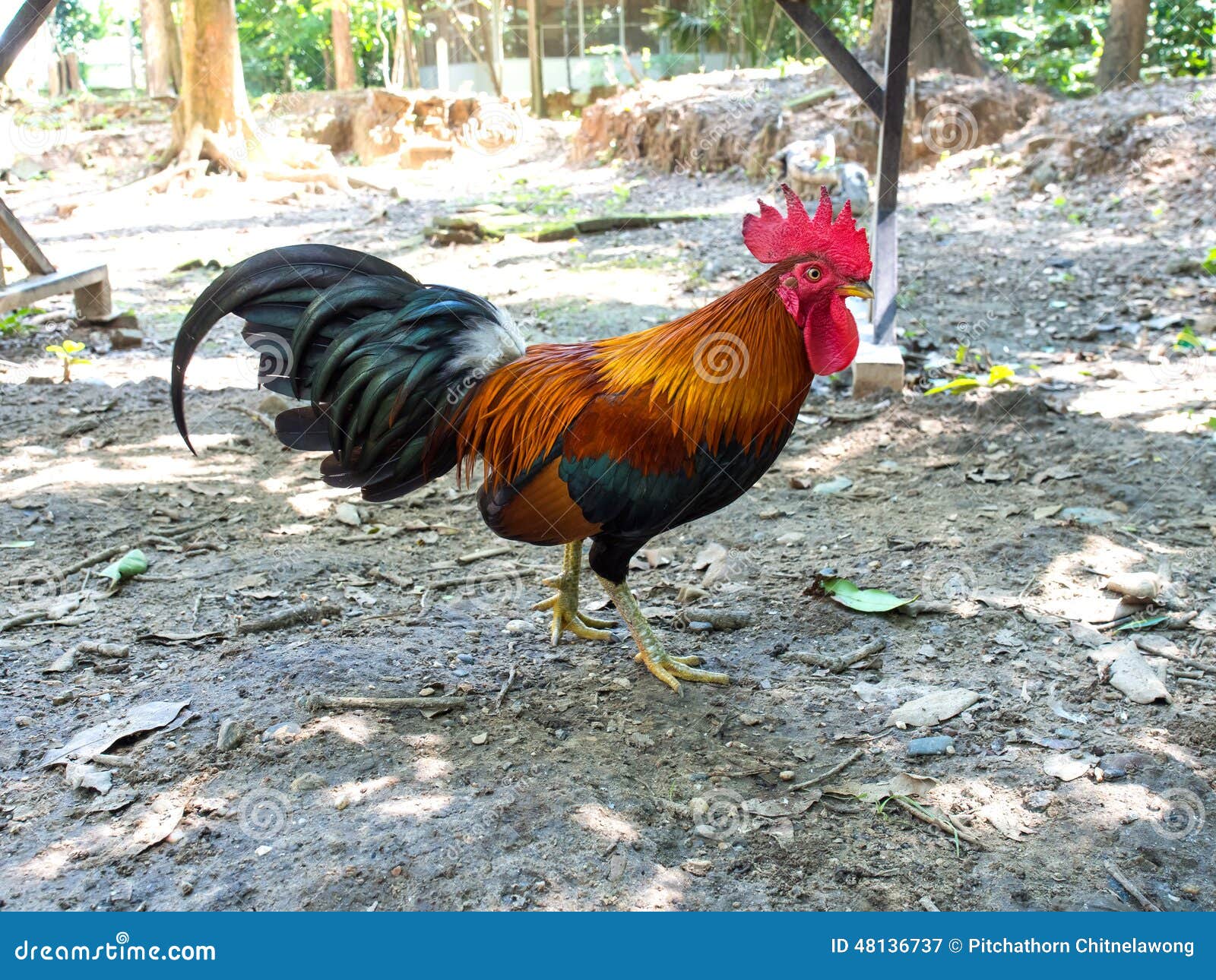 Rooster in Thai temple stock image. Image of poultry - 48136737