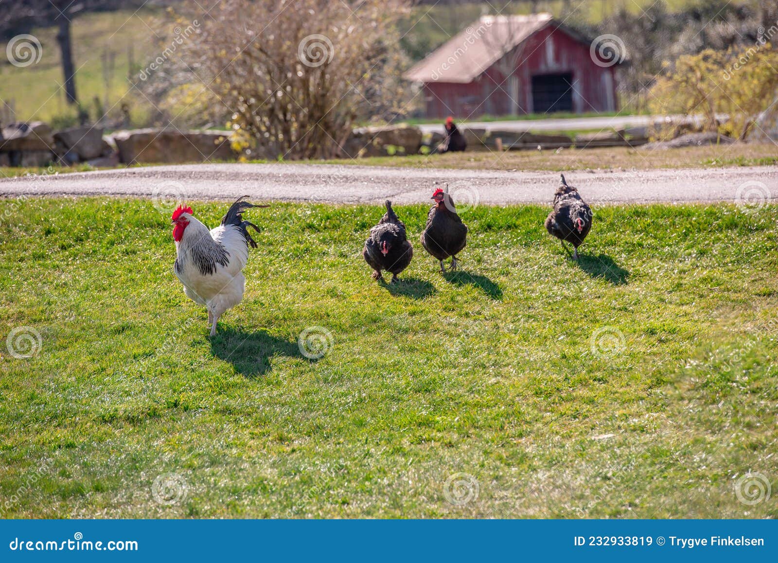 Three Hens Posed While Hatching Stock Photography | CartoonDealer.com ...