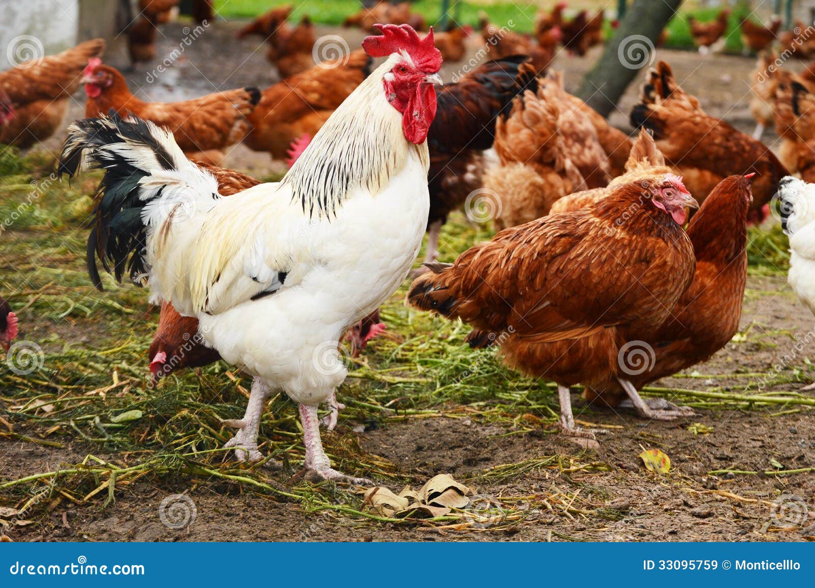 Rooster in Traditional Free Range Poultry Farming Stock Image - Image ...