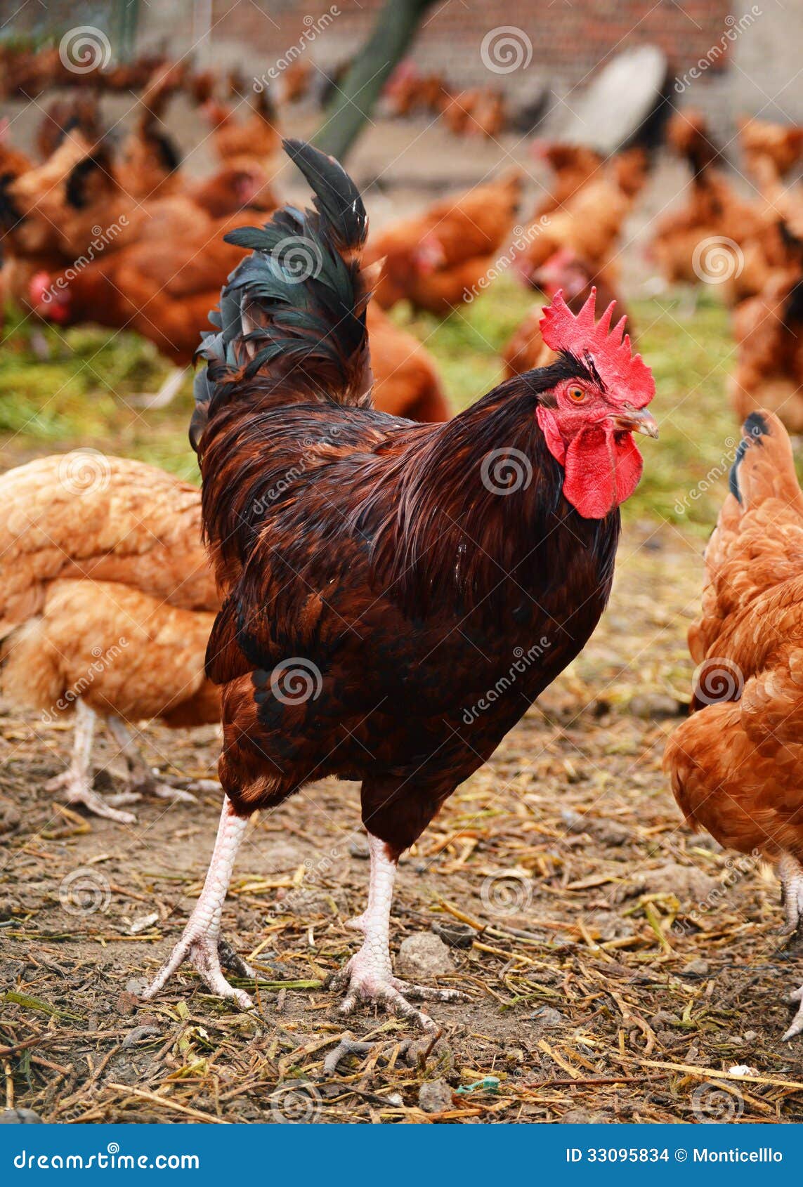 Rooster in Traditional Free Range Poultry Farming Stock Photo - Image ...
