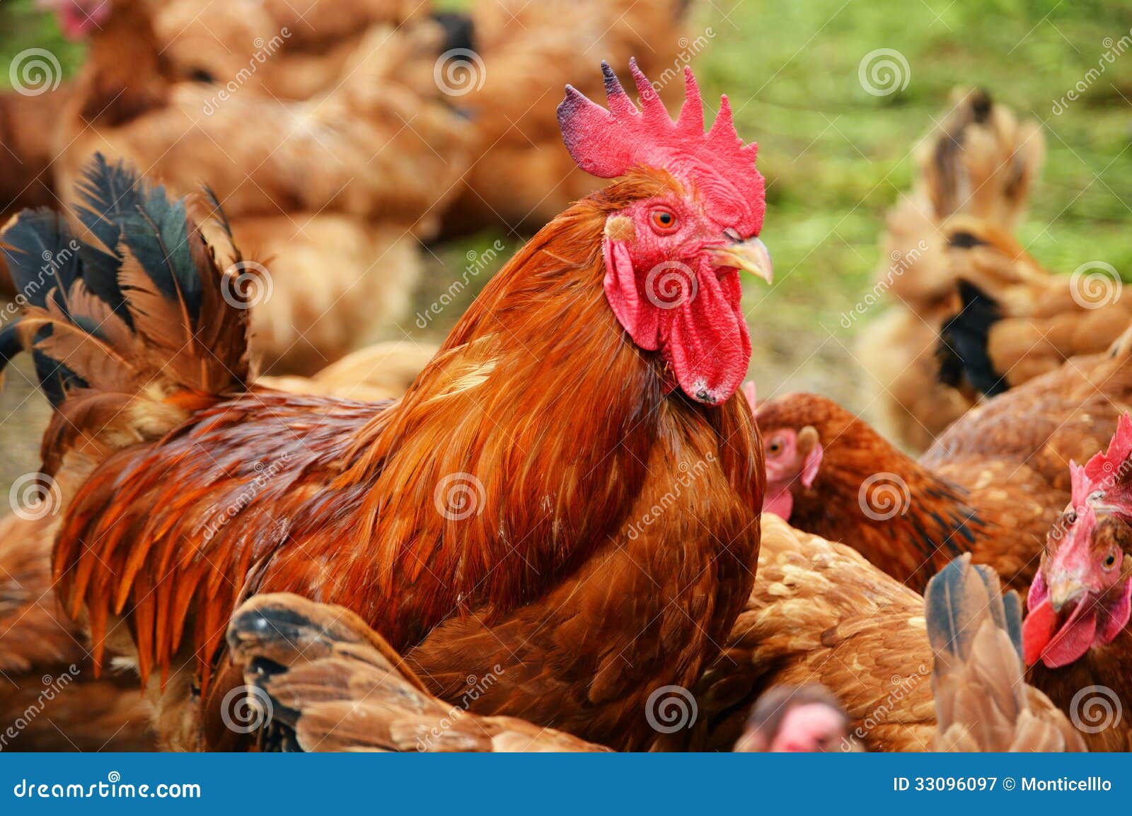 Rooster in Traditional Free Range Poultry Farming Stock Image - Image ...