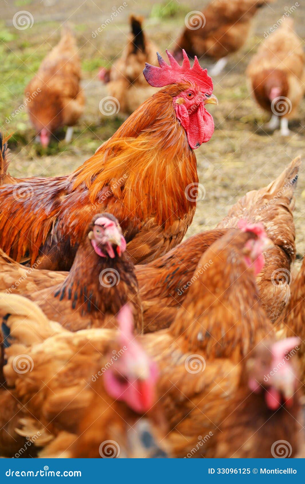 Rooster in Traditional Free Range Poultry Farming Stock Image - Image ...