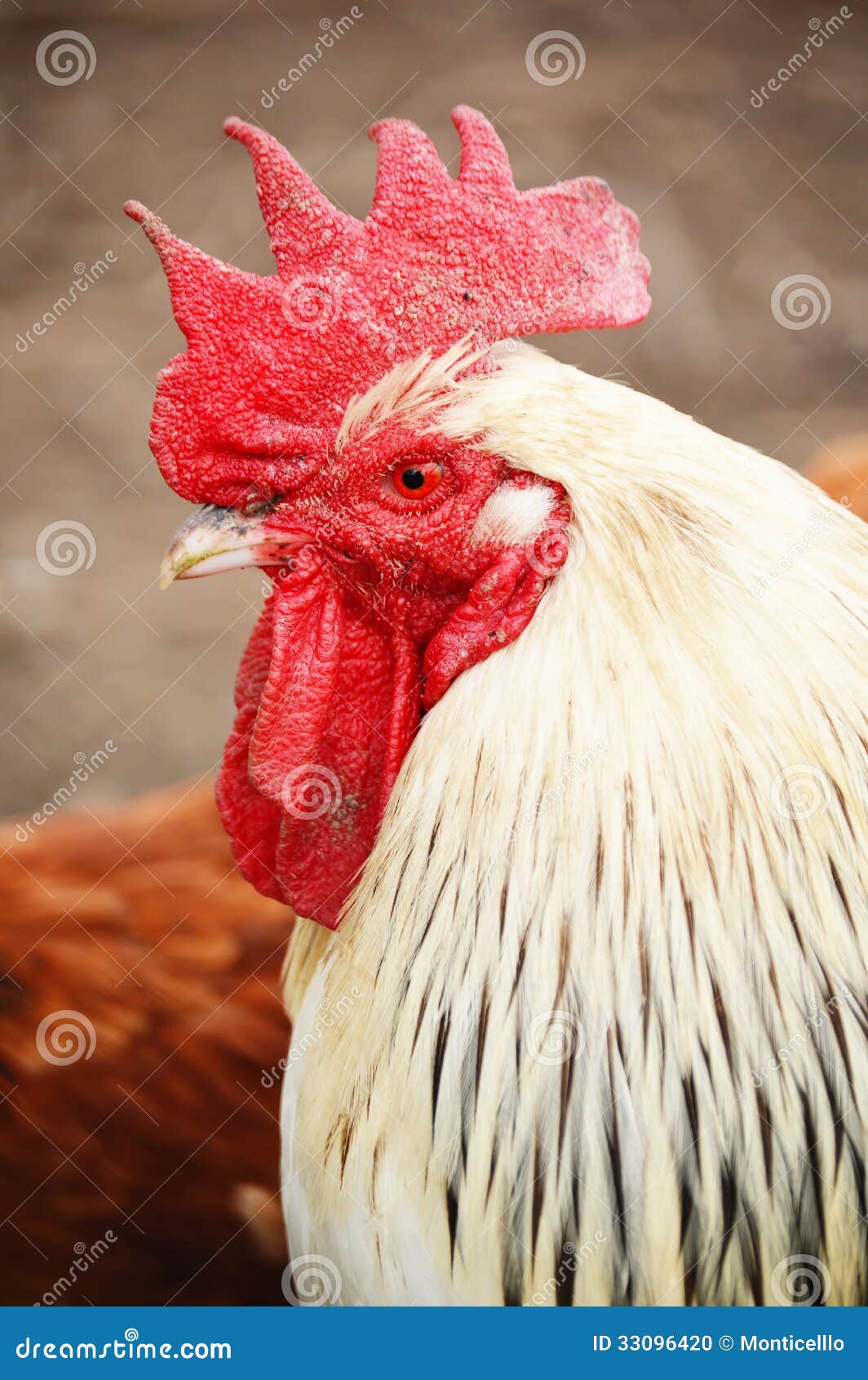 Rooster in Traditional Free Range Poultry Farming Stock Photo - Image ...