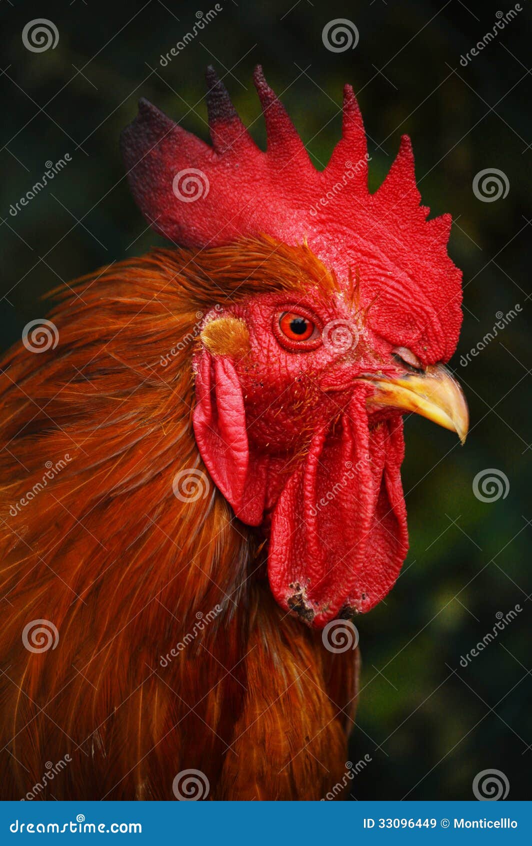 Rooster on Traditional Free Range Poultry Farming Stock Image - Image ...