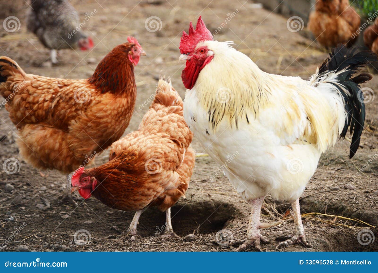 Rooster in Traditional Free Range Poultry Farming Stock Photo - Image ...