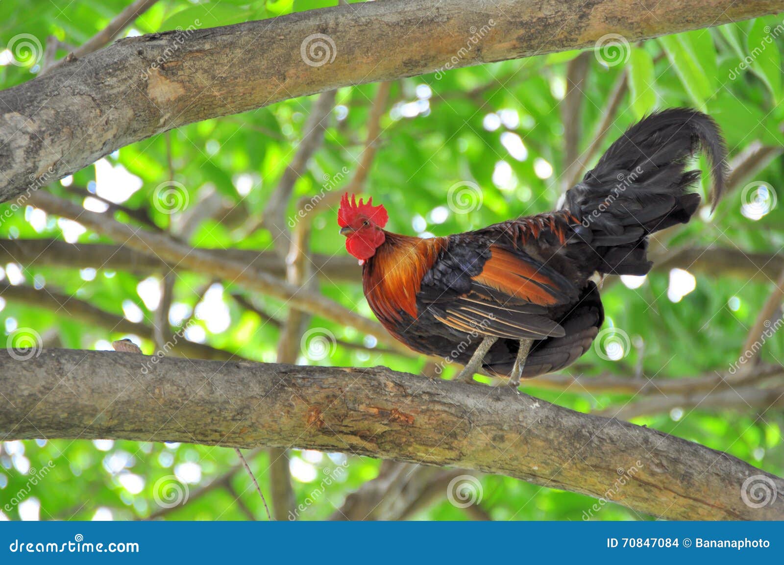 Rooster on the tree stock photo. Image of grand, feathers - 70847084