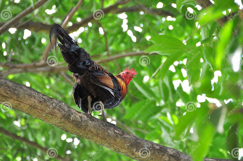 Rooster on the tree stock photo. Image of chicken, foul - 70849310