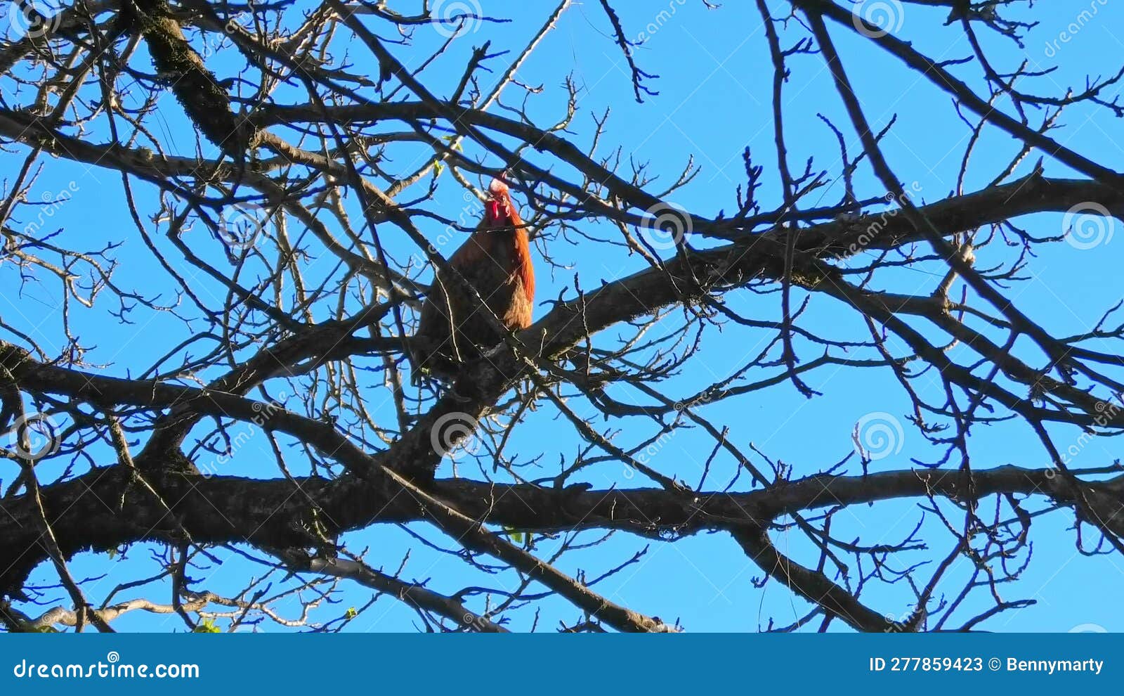 Rooster on a Tree on Blue Sky Background Stock Video - Video of farm ...