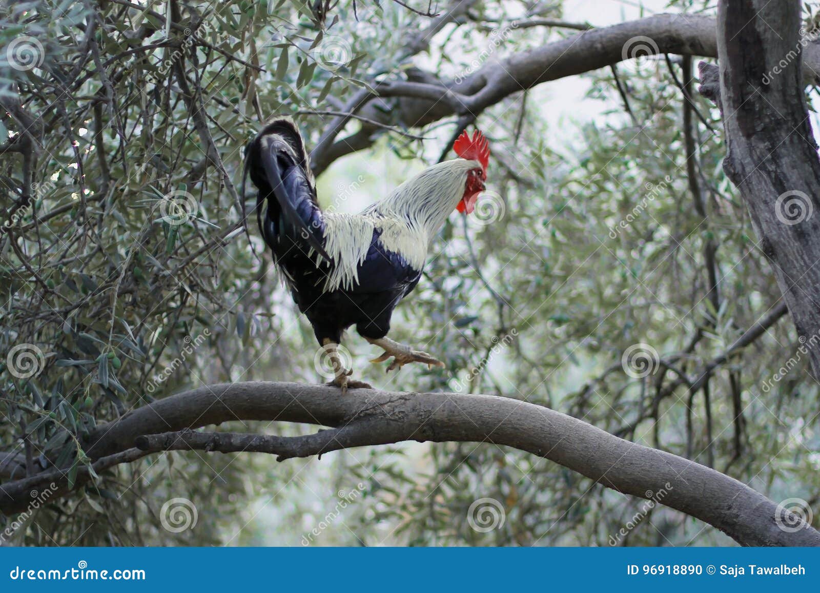 Rooster on tree stock photo. Image of china, element - 96918890