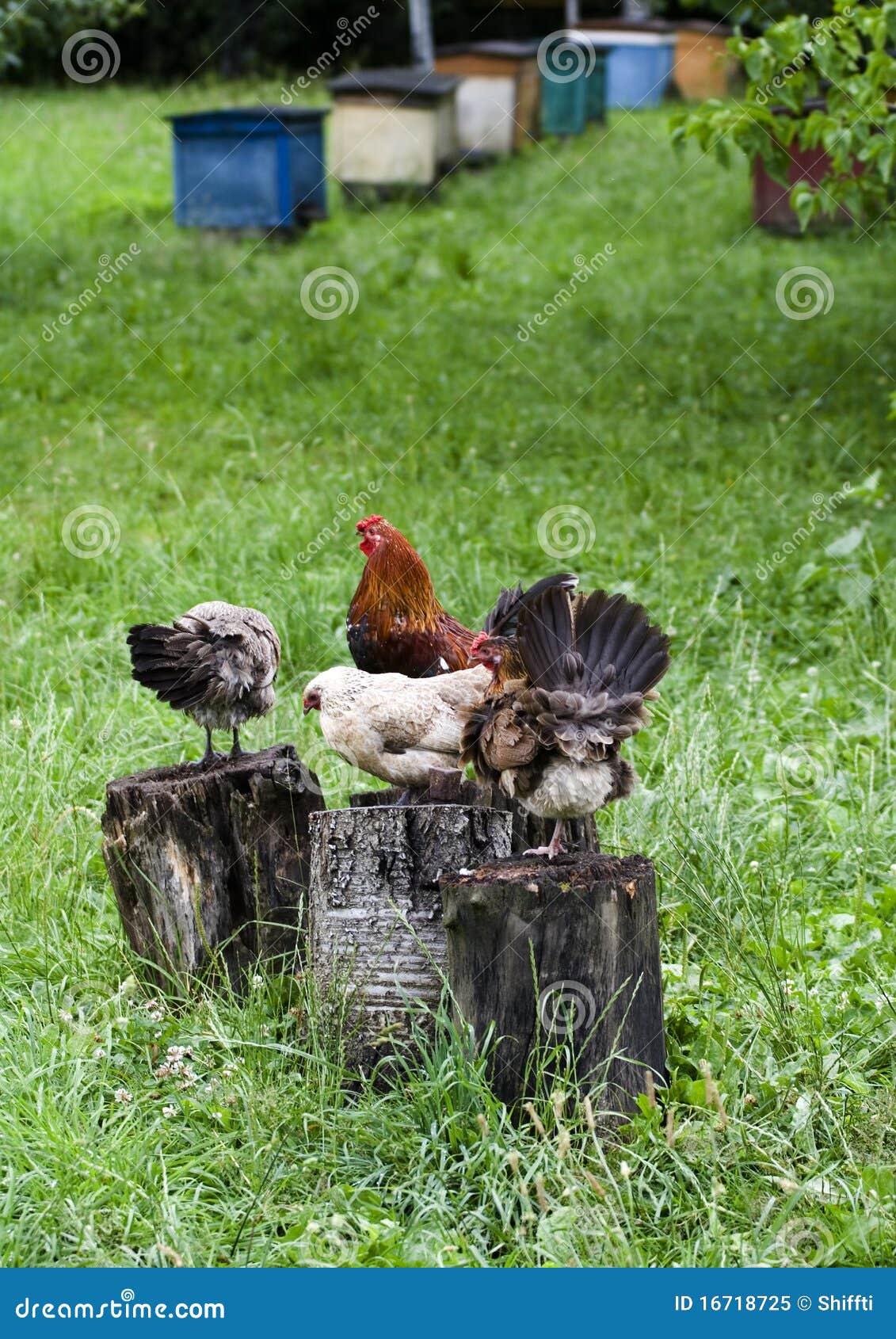 Rooster on trunk stock image. Image of pecking, domestic - 16718725