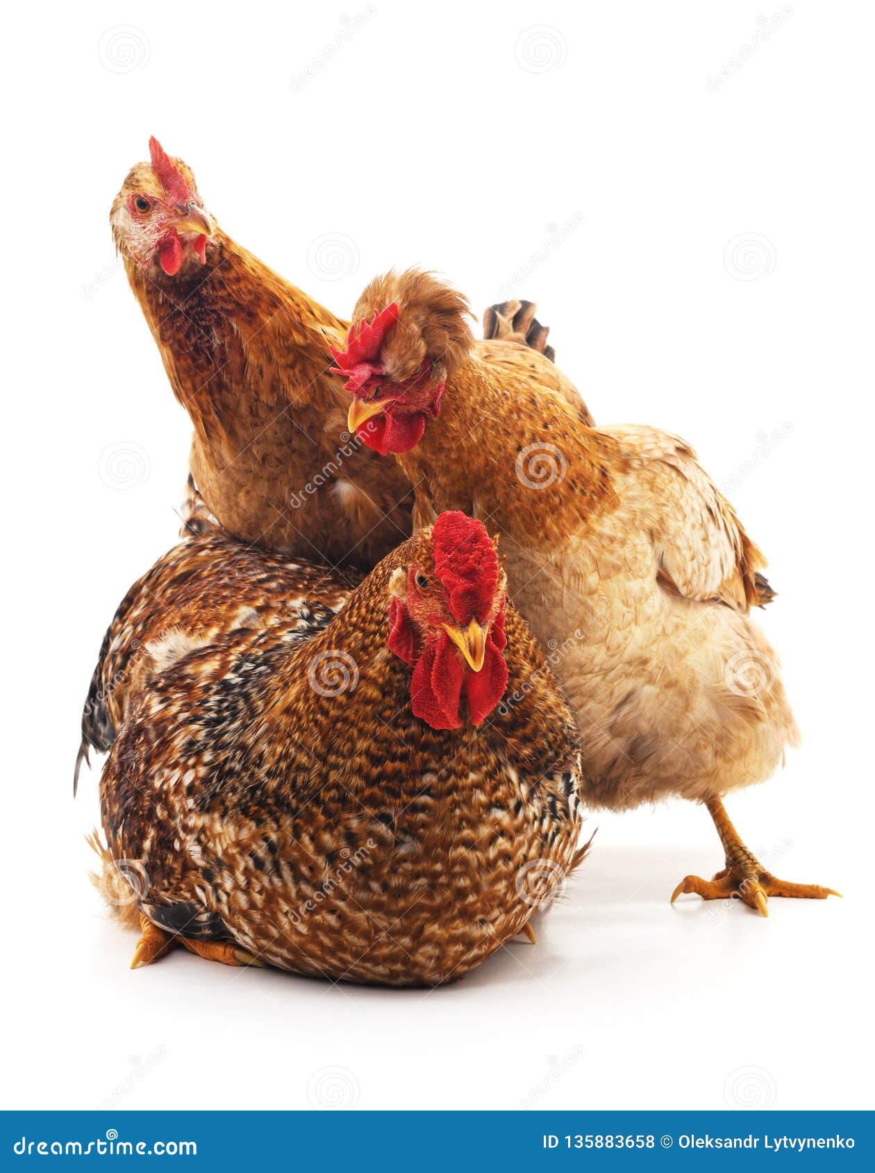 Rooster and two hen stock photo. Image of poultry, dispute - 135883658