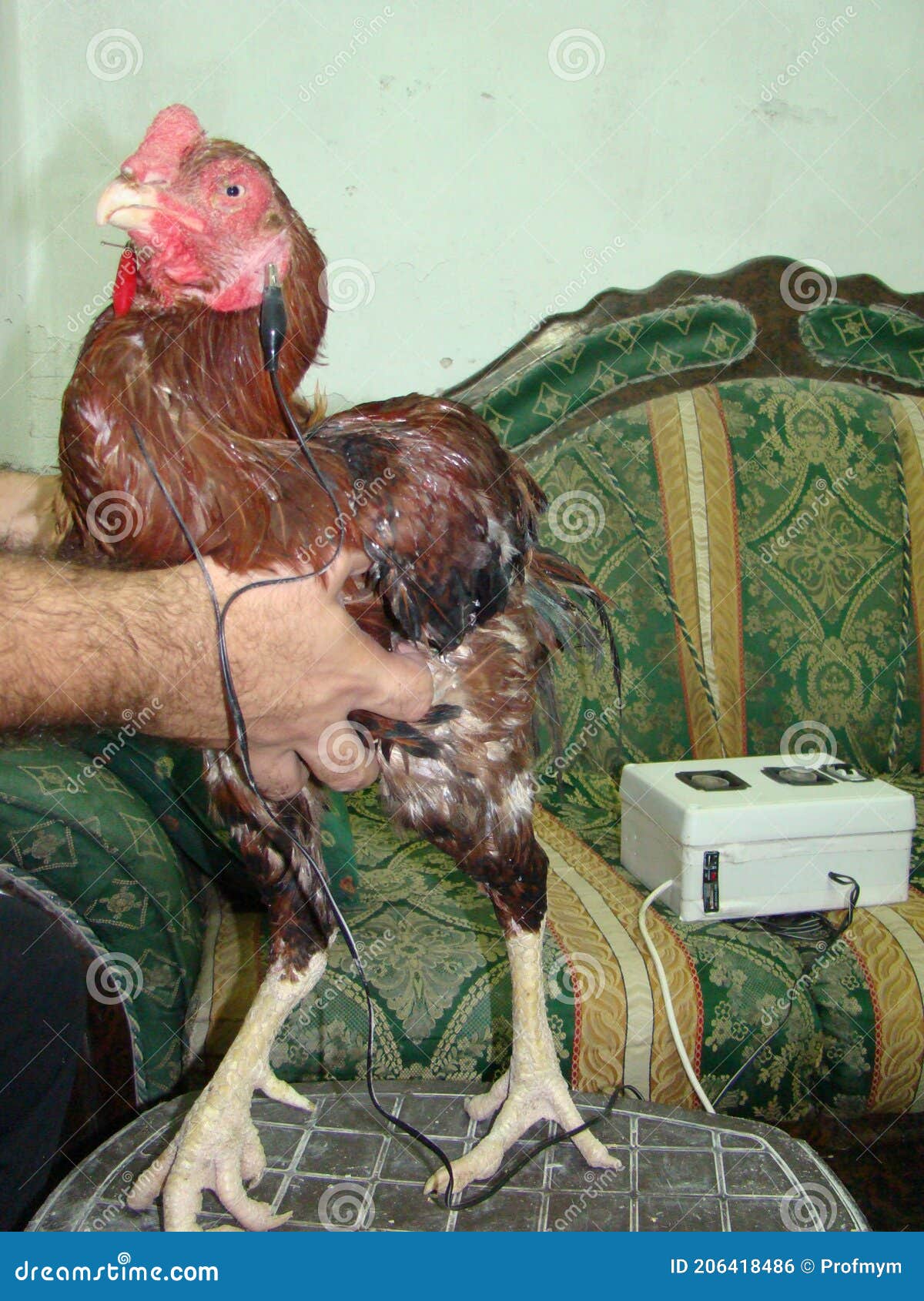 Rooster Undergoing Acupuncture Treatment with Electrical Stimulator ...