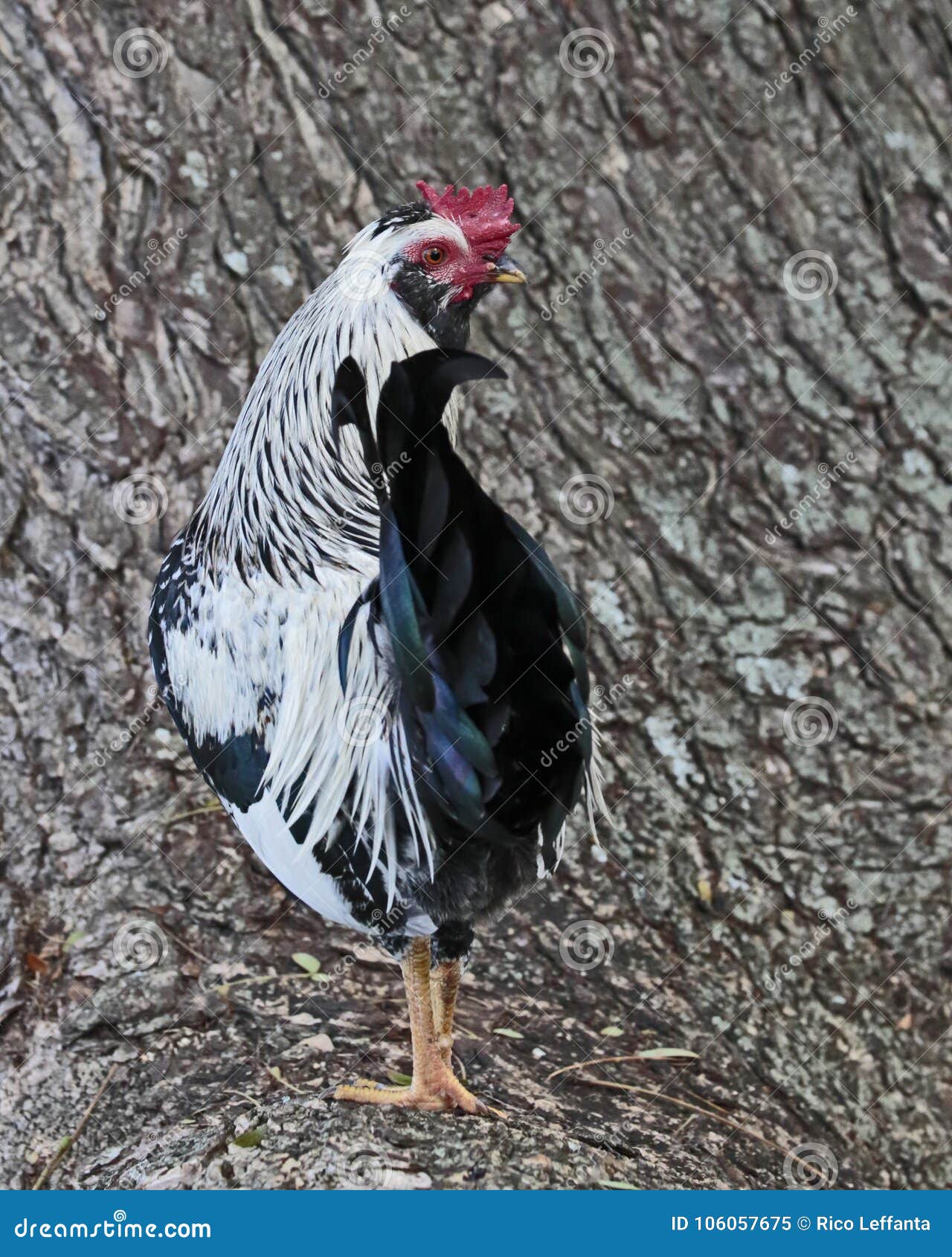 Rooster Up a Tree stock image. Image of branch, limb - 106057675