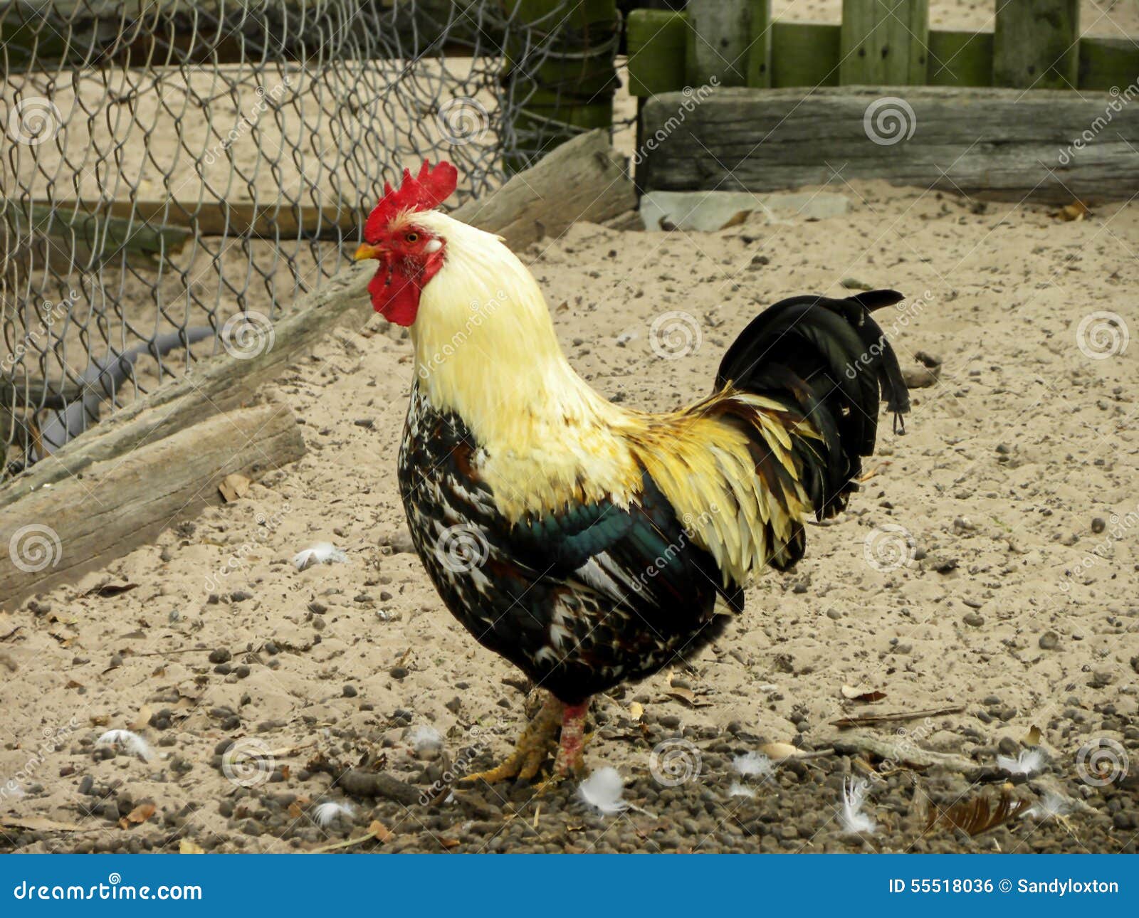Rooster stock photo. Image of bird, rooster, africa, farms - 55518036