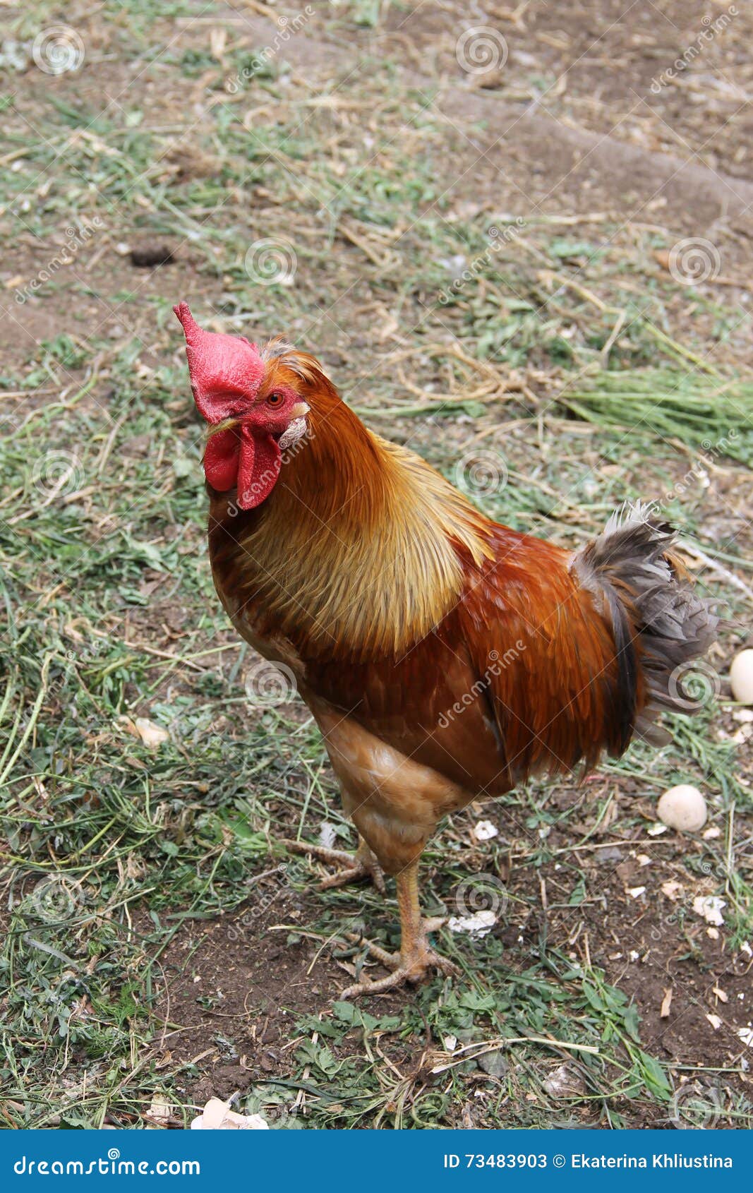 Rooster Walking in the Barnyard Stock Image - Image of brown, walking ...