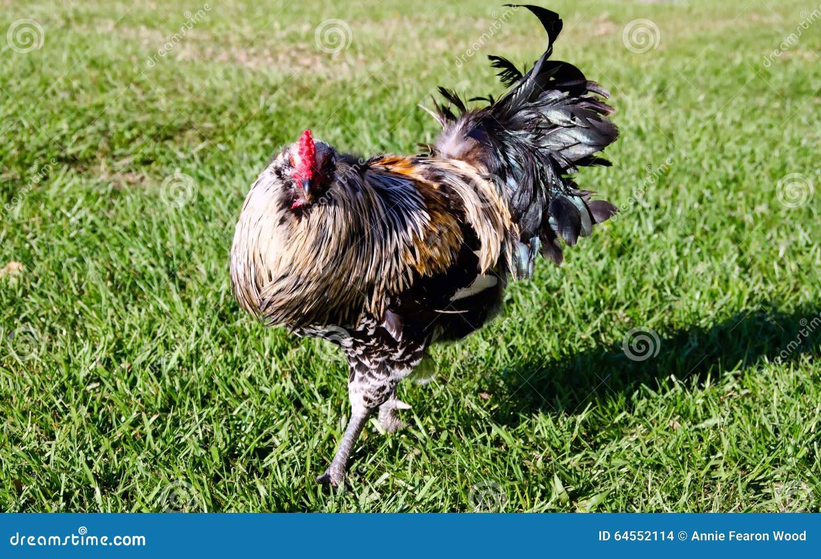 A Rooster walking stock photo. Image of farming, walk - 64552114