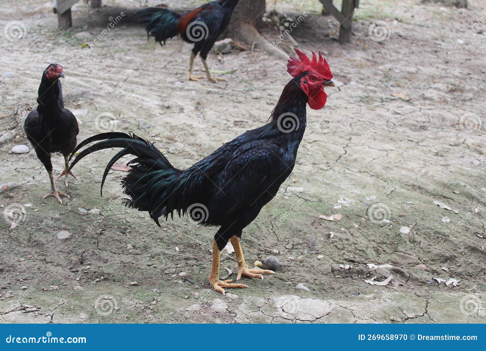 The Rooster is Walking with the Flock Stock Photo - Image of bird ...
