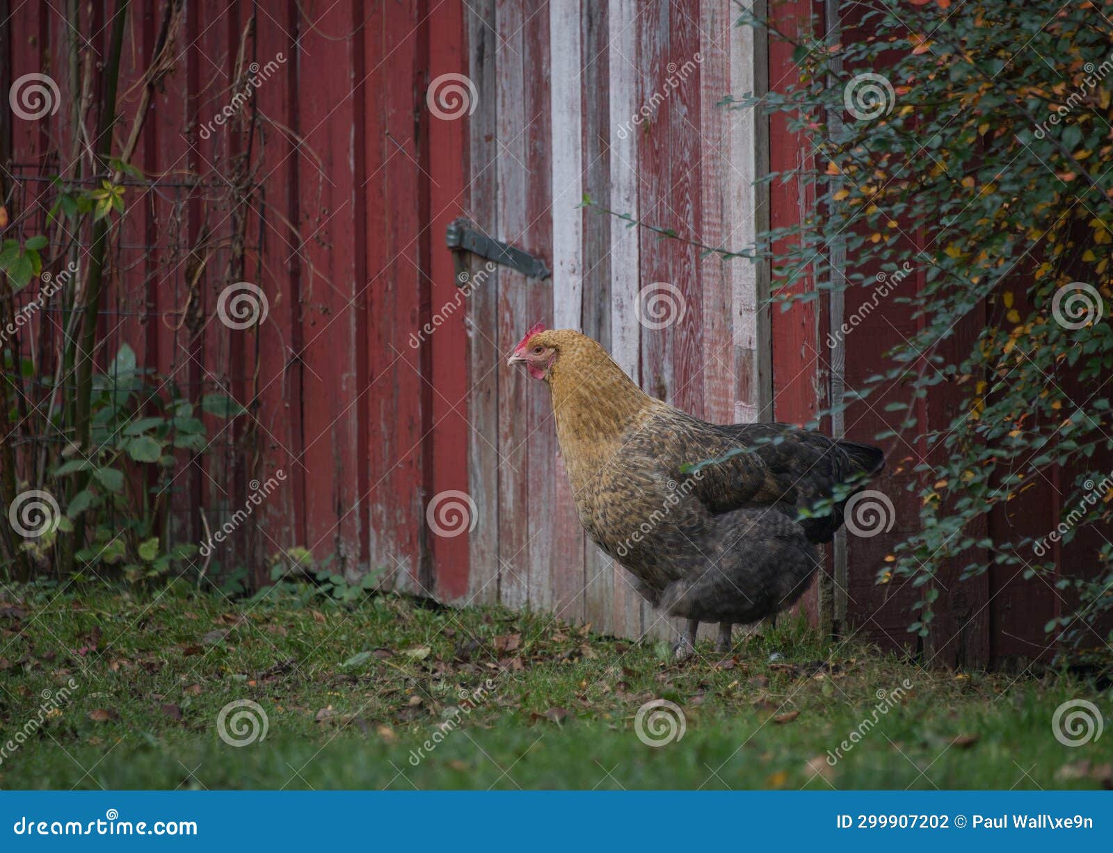 Rooster Walking in Front of Red Barn. Stock Photo - Image of building ...