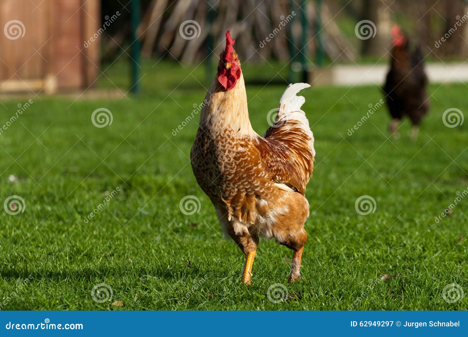 Rooster stock image. Image of animal, meat, meadow, farming - 62949297