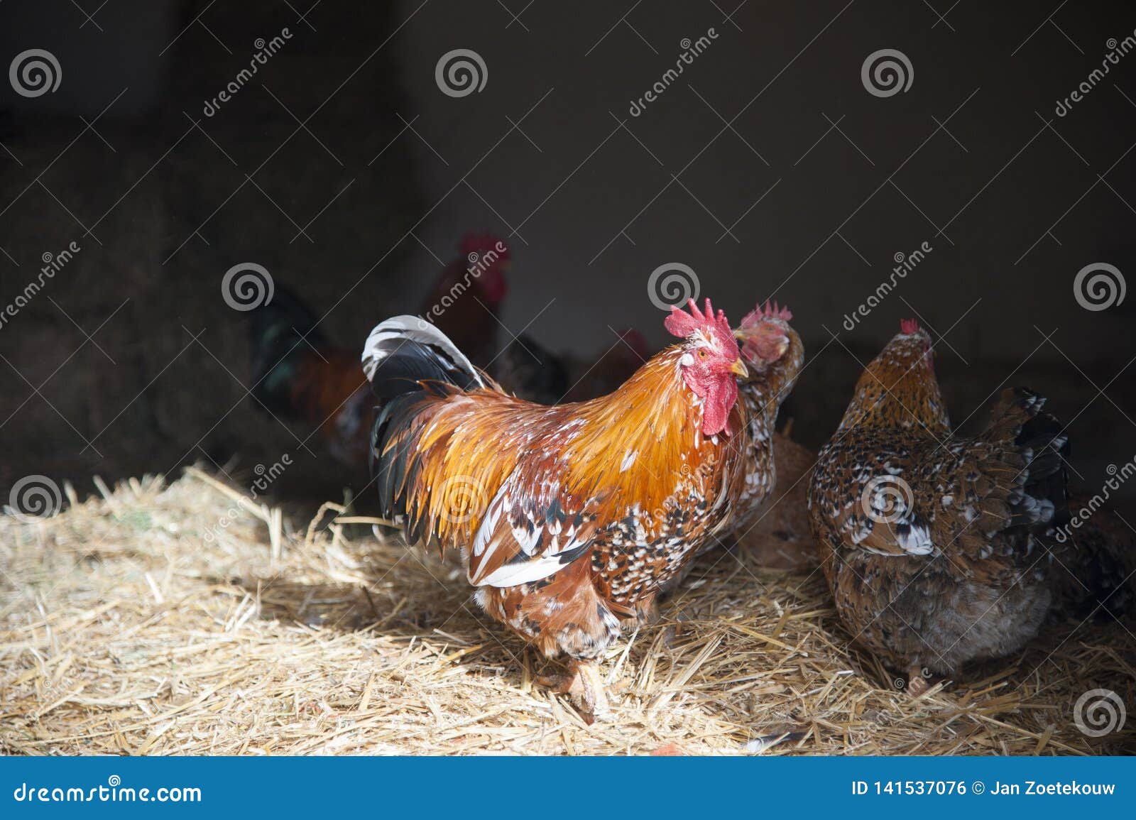 Rooster walking in hay stock photo. Image of rural, animal - 141537076