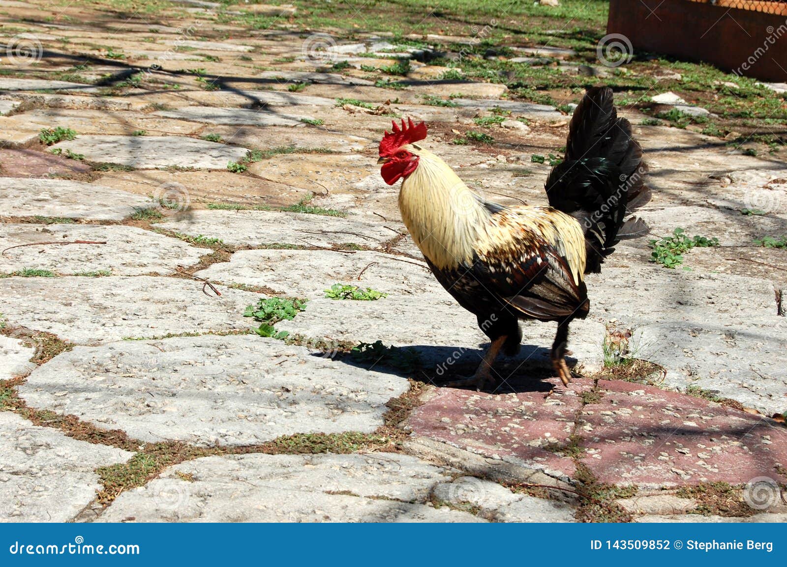 Rooster Walking on Stone Path Stock Photo - Image of side, walking ...