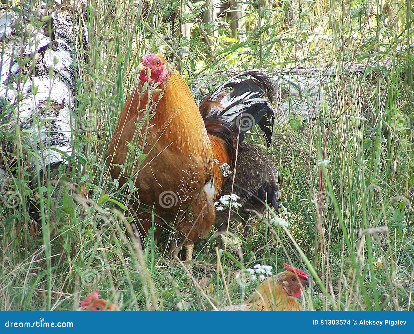 Rooster Walks Around the Yard Stock Photo - Image of beak, rooster ...