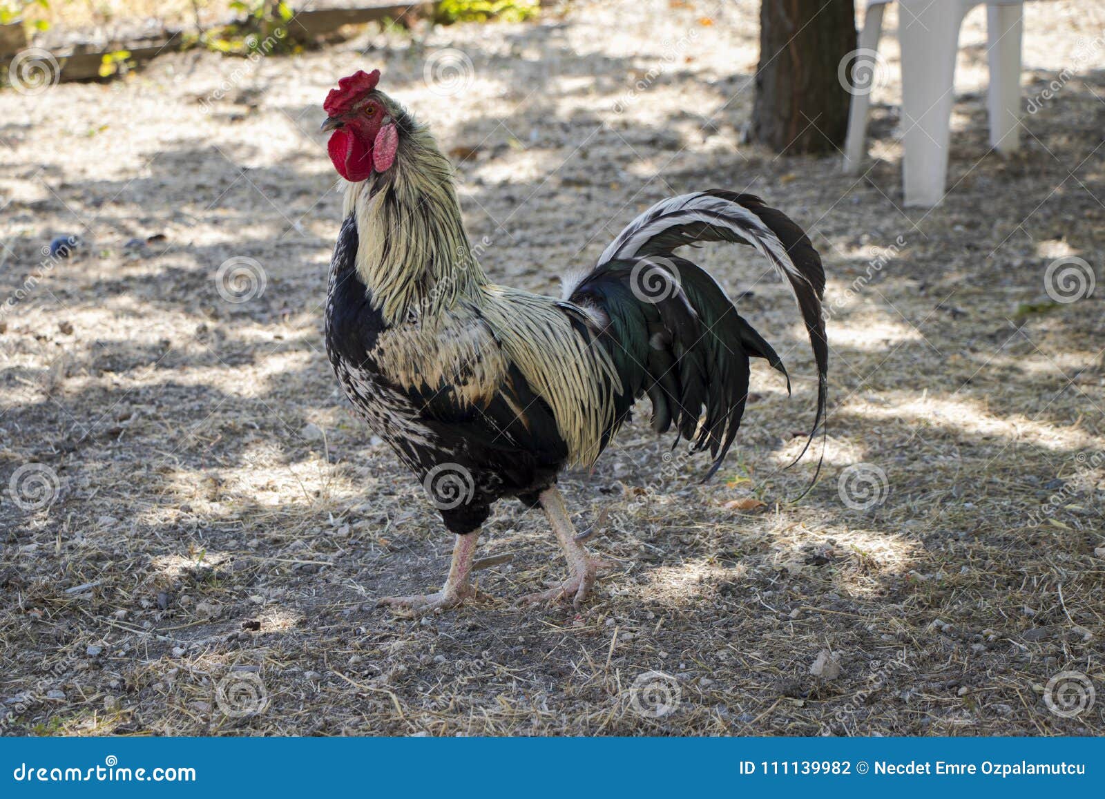 Walking Rooster stock photo. Image of agriculture, livestock - 111139982