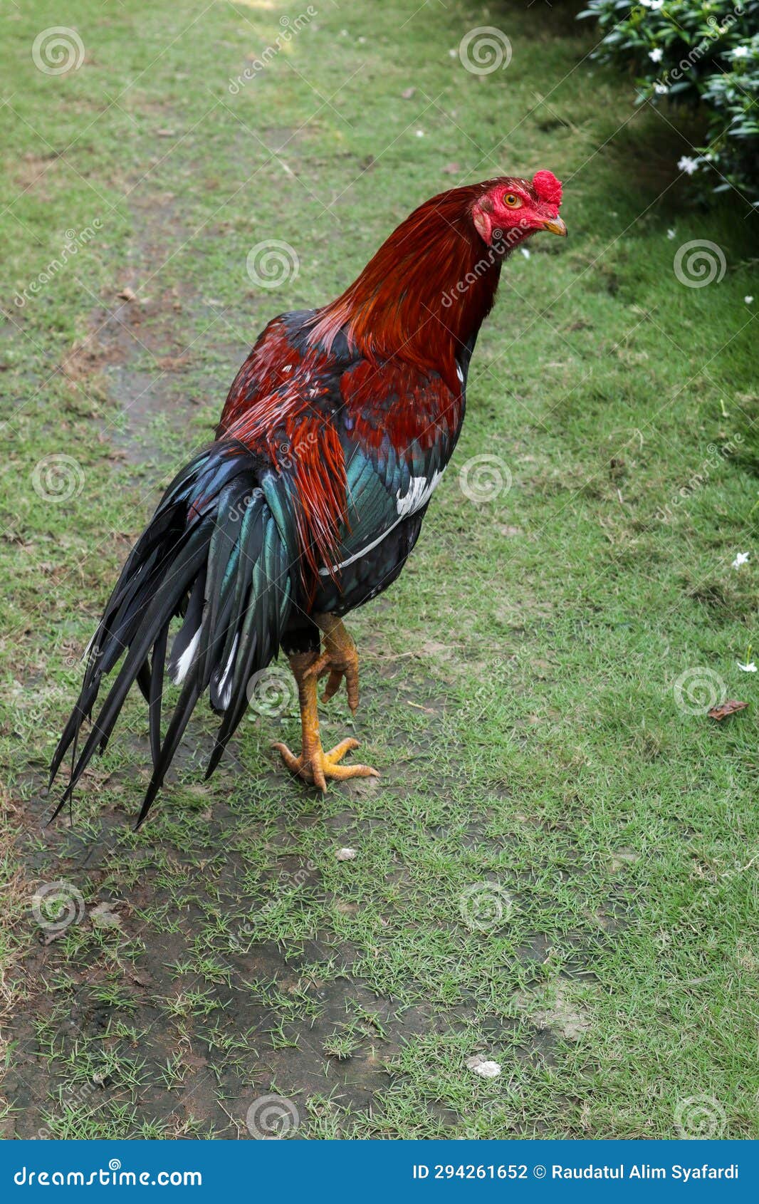 The Rooster Walks on the Grass Looking at the Camera Stock Photo ...