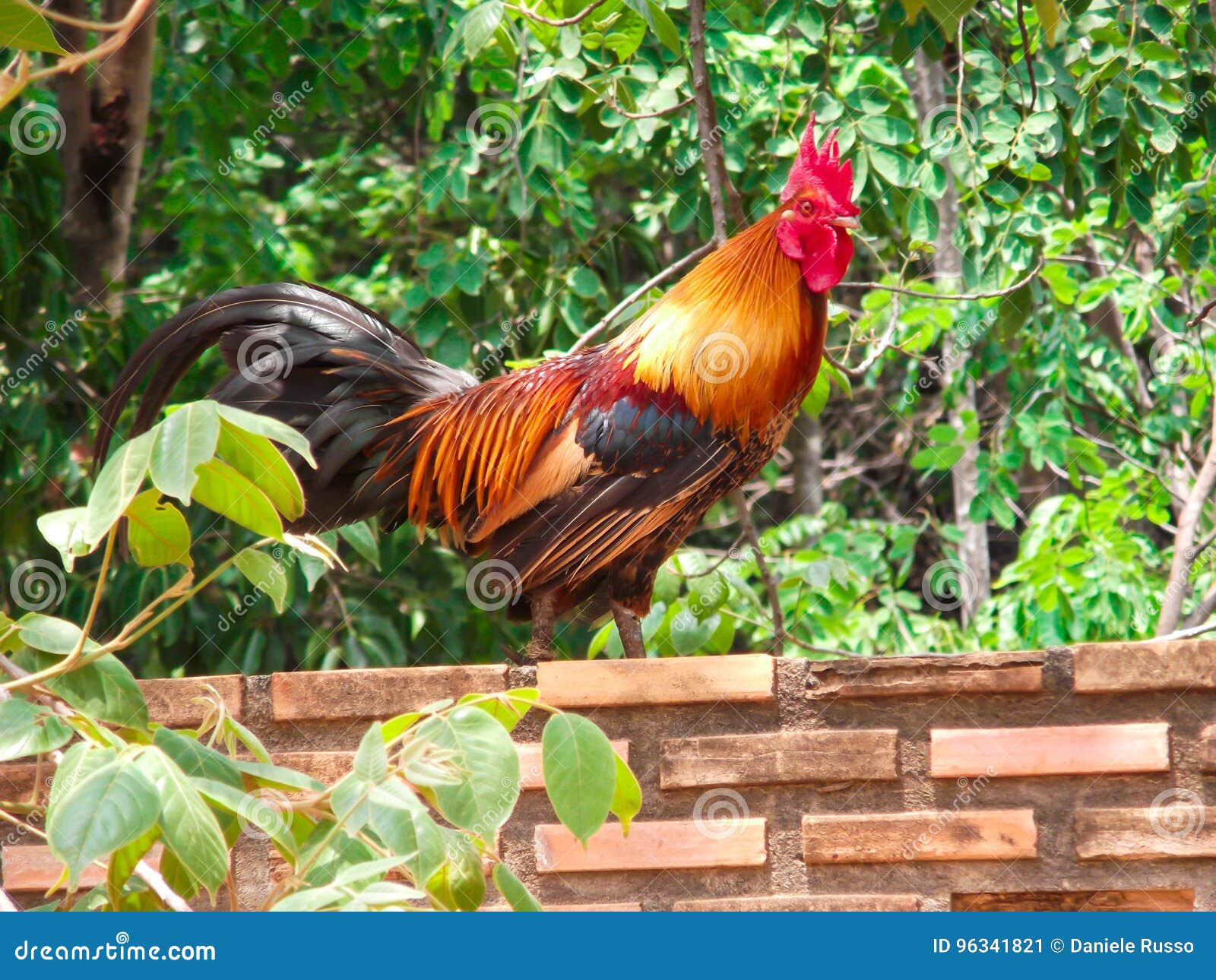 A rooster on the wall stock image. Image of rooster, black - 96341821