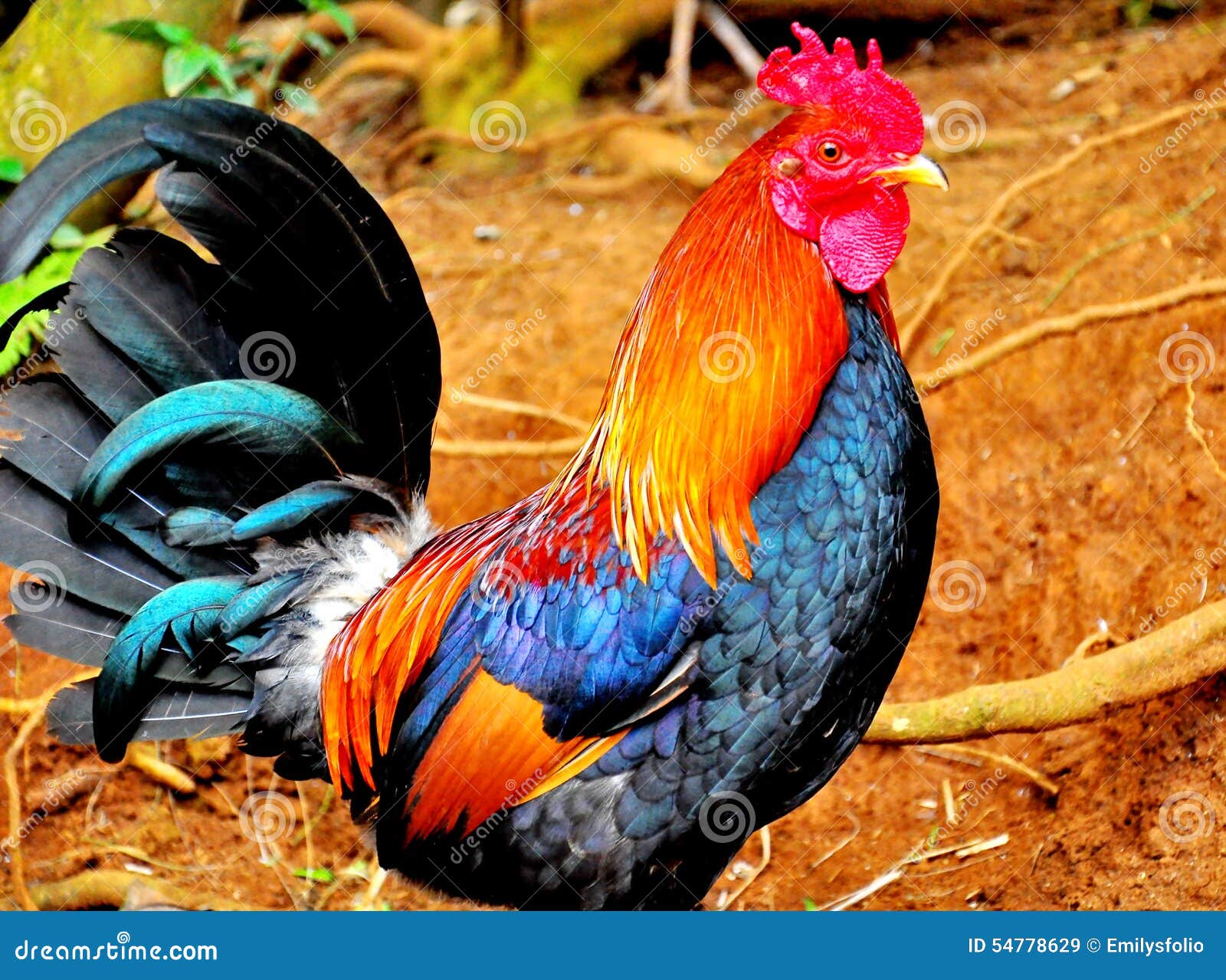 Big Rooster Stock Photo | CartoonDealer.com #5689272