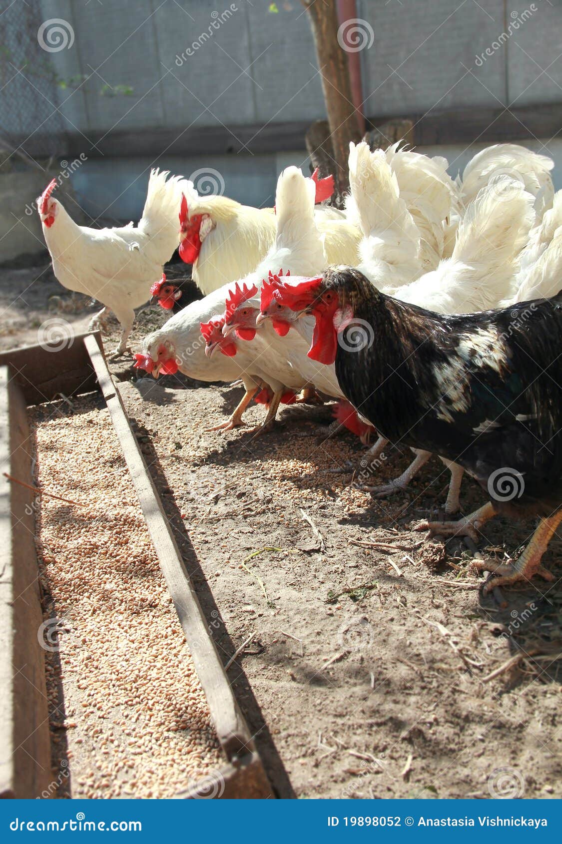 Rooster and White Hens are Going To Eat Stock Photo - Image of corn ...