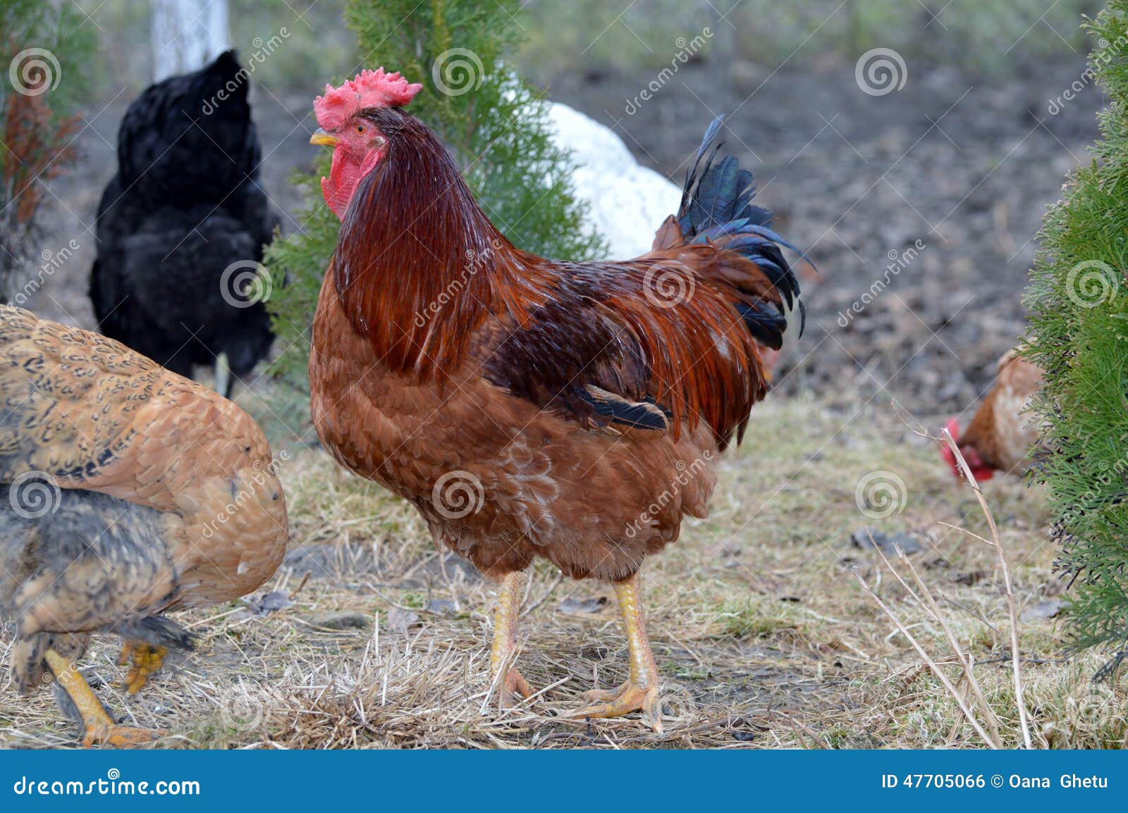 Rooster stock photo. Image of eggs, chicken, meat, walking - 47705066