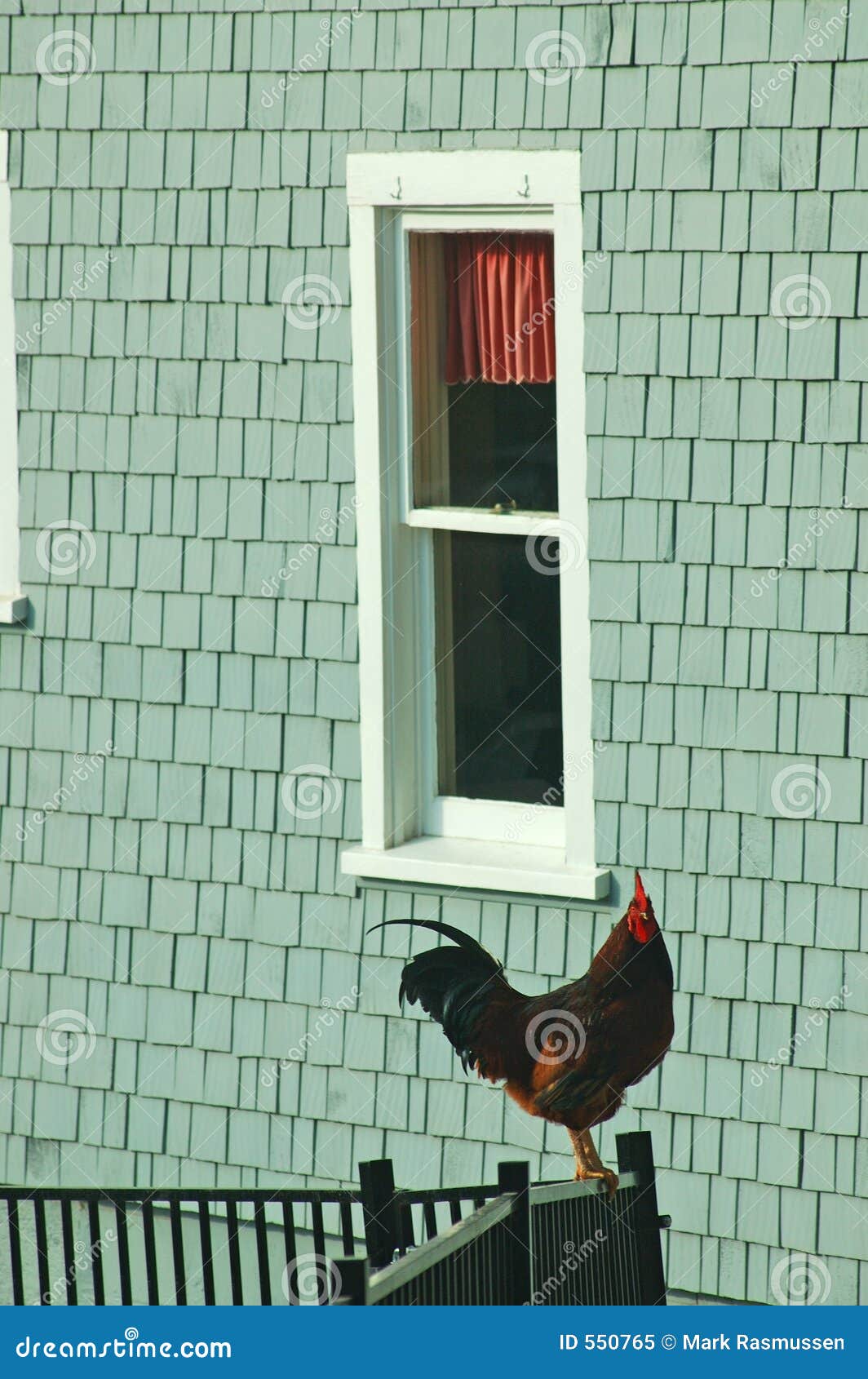 Rooster By The Window Picture. Image: 550765