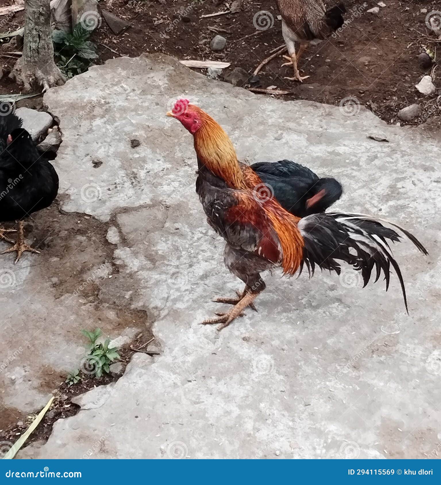 Rooster, Young Chicken Short Way Stock Image - Image of young, chicken ...