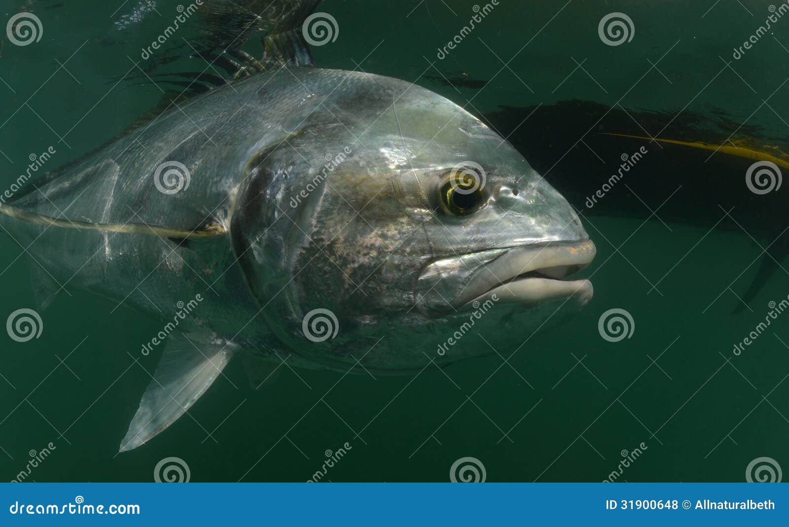 Roosterfish in Ocean with Kayak in Background Stock Photo - Image of ...