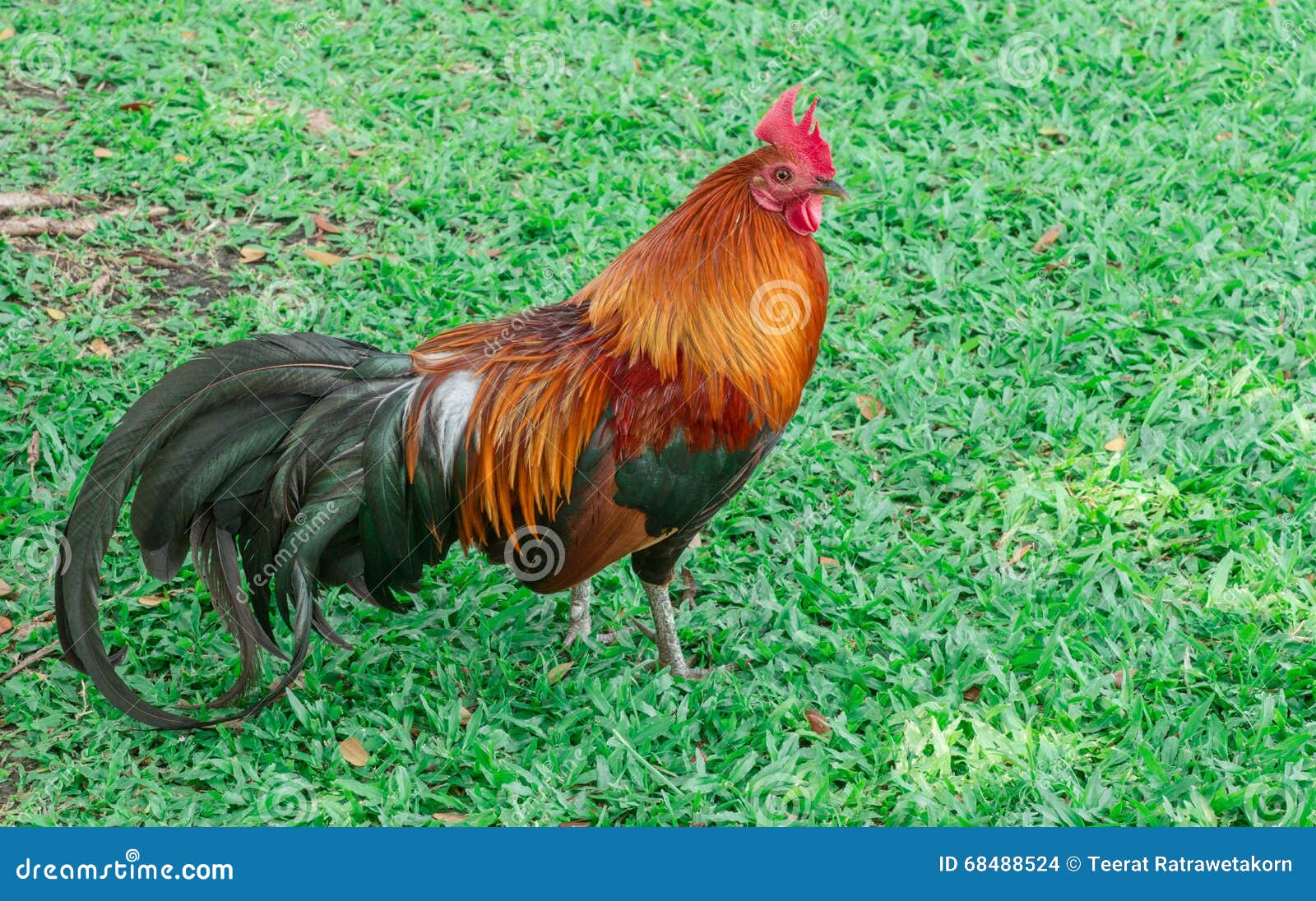 Roosters on the Beautiful Green Grass. Stock Photo - Image of grass ...