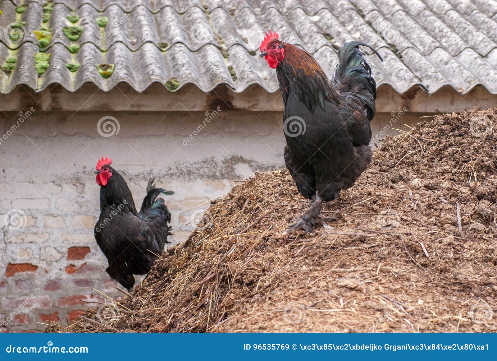 Roosters on a bunch of hay stock image. Image of afrac34 - 96535769