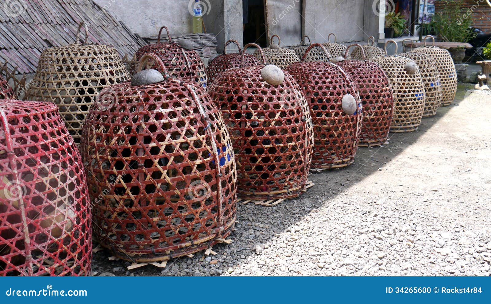 Roosters in cages stock photo. Image of travel, fight - 34265600