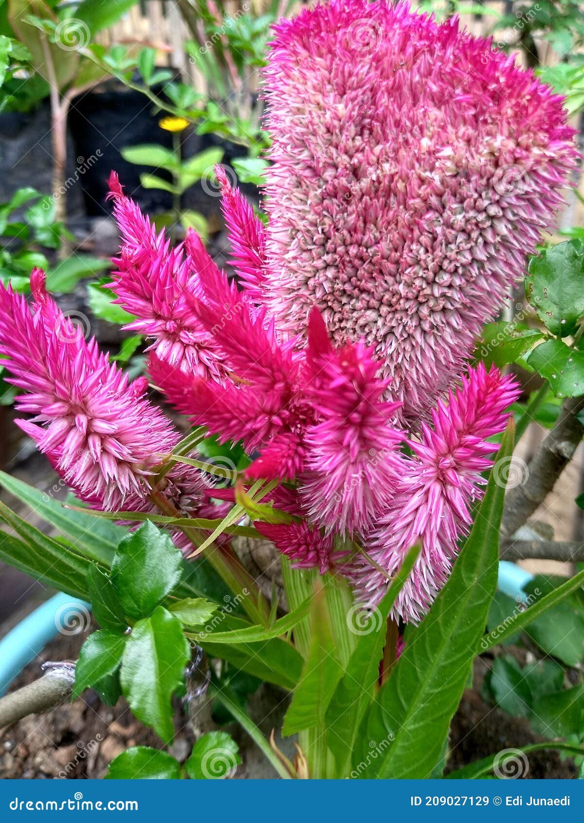 Roosters comb flower stock image. Image of pink, color - 209027129
