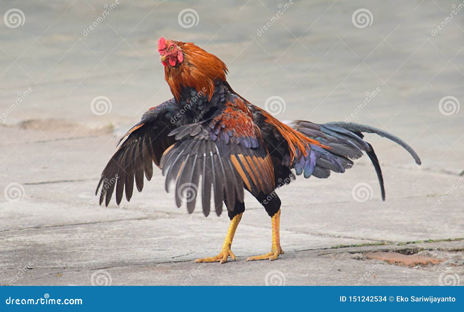 Roosters, Roosters Crowing, Roosters Packing Wings Stock Photo - Image ...