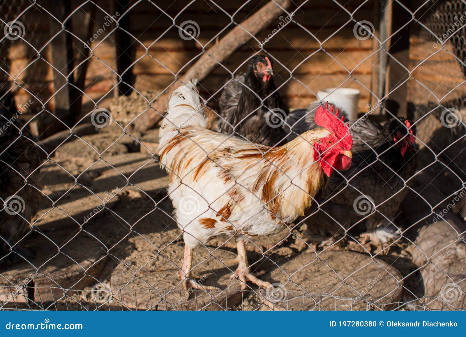 Roosters with Hens Behind the Cage on the Farm Stock Photo - Image of ...