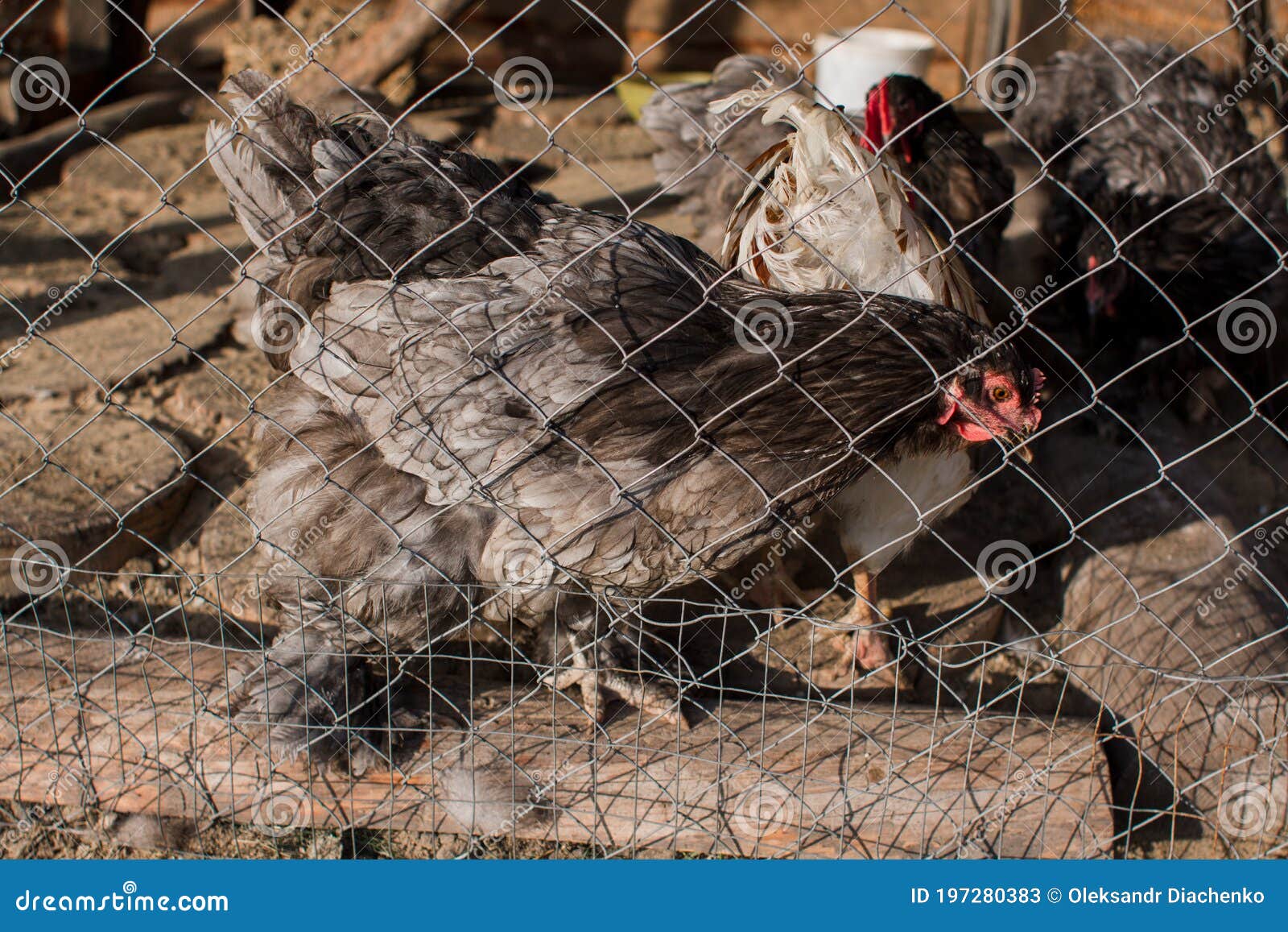 Roosters with Hens Behind the Cage on the Farm Stock Image - Image of ...