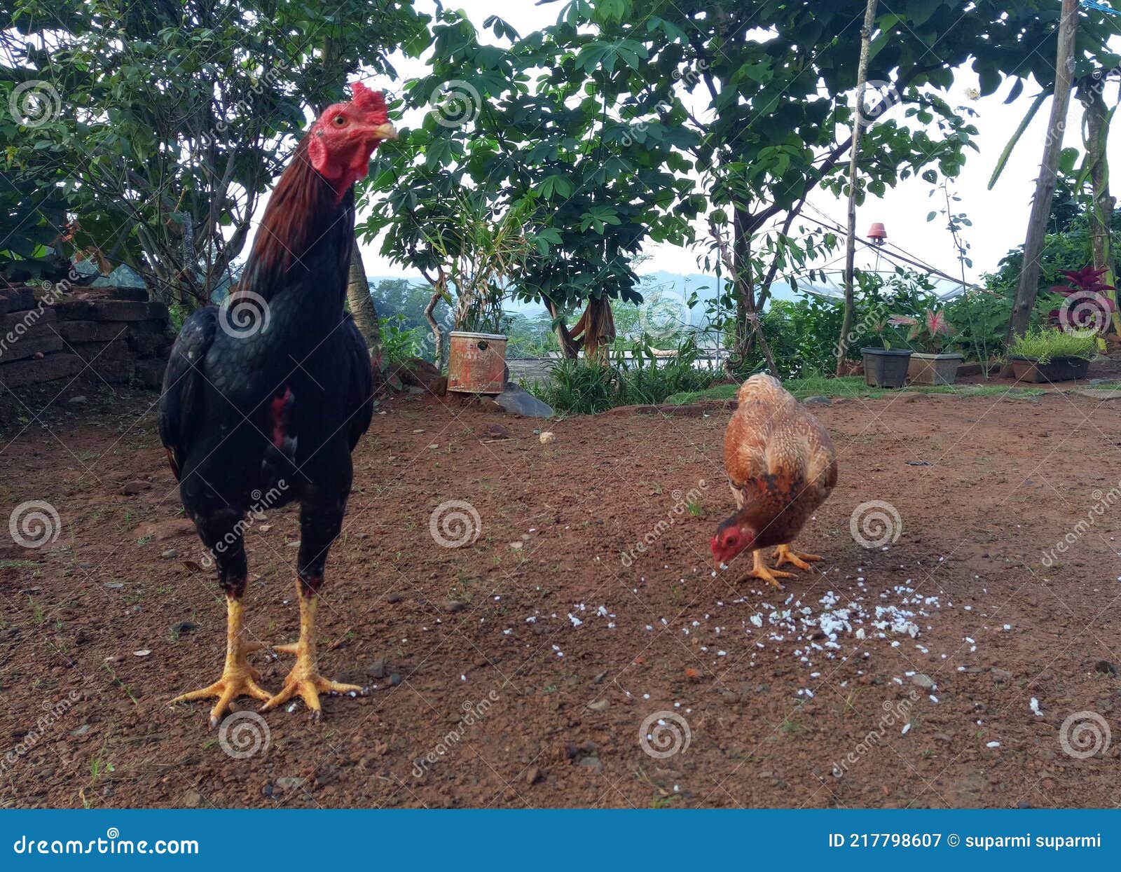 Roosters and Hens Eat Rice on the Ground Stock Image - Image of peafowl ...