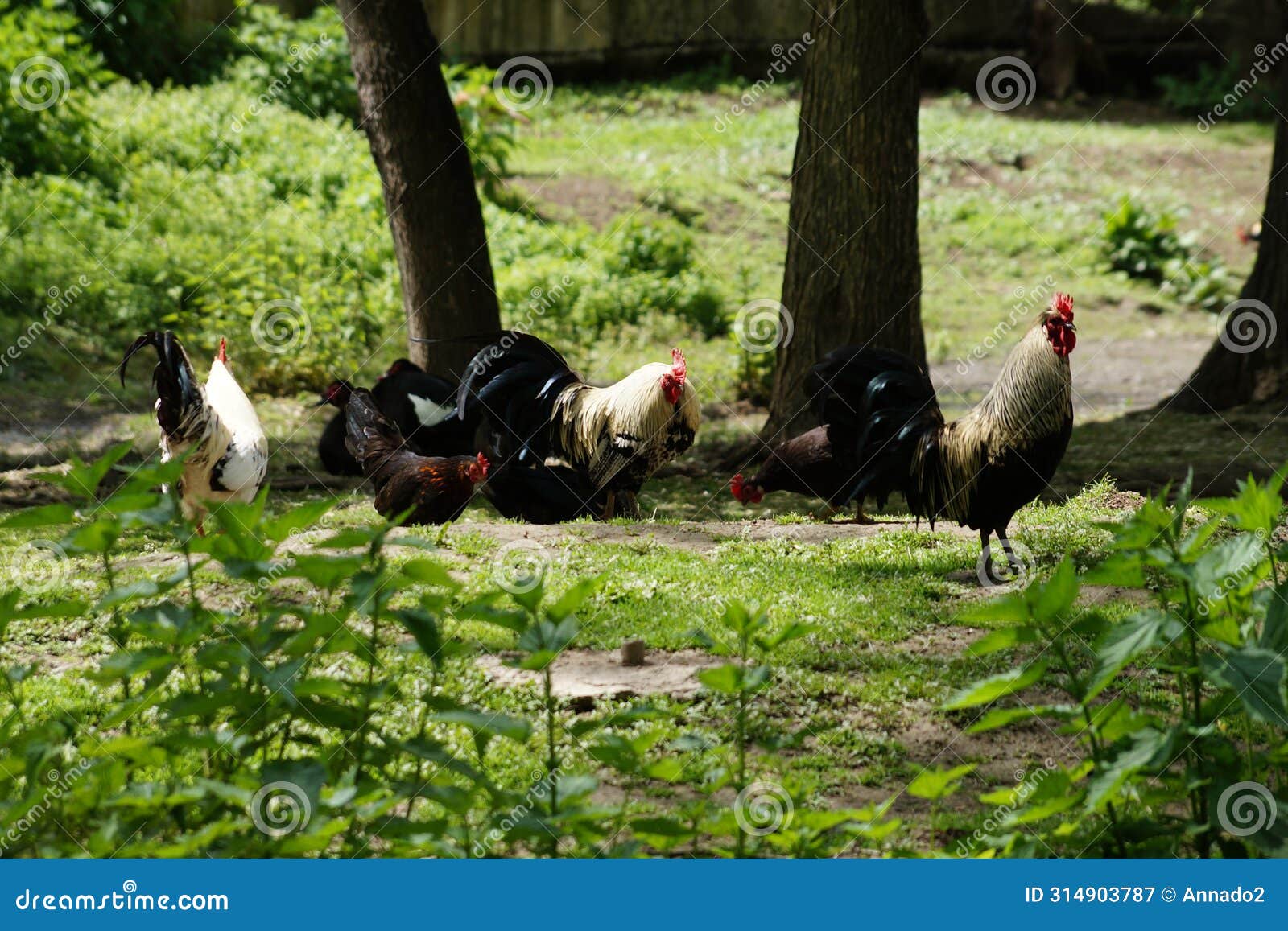Roosters and Hens Roam Freely on a Farm Under the Trees Stock Image ...