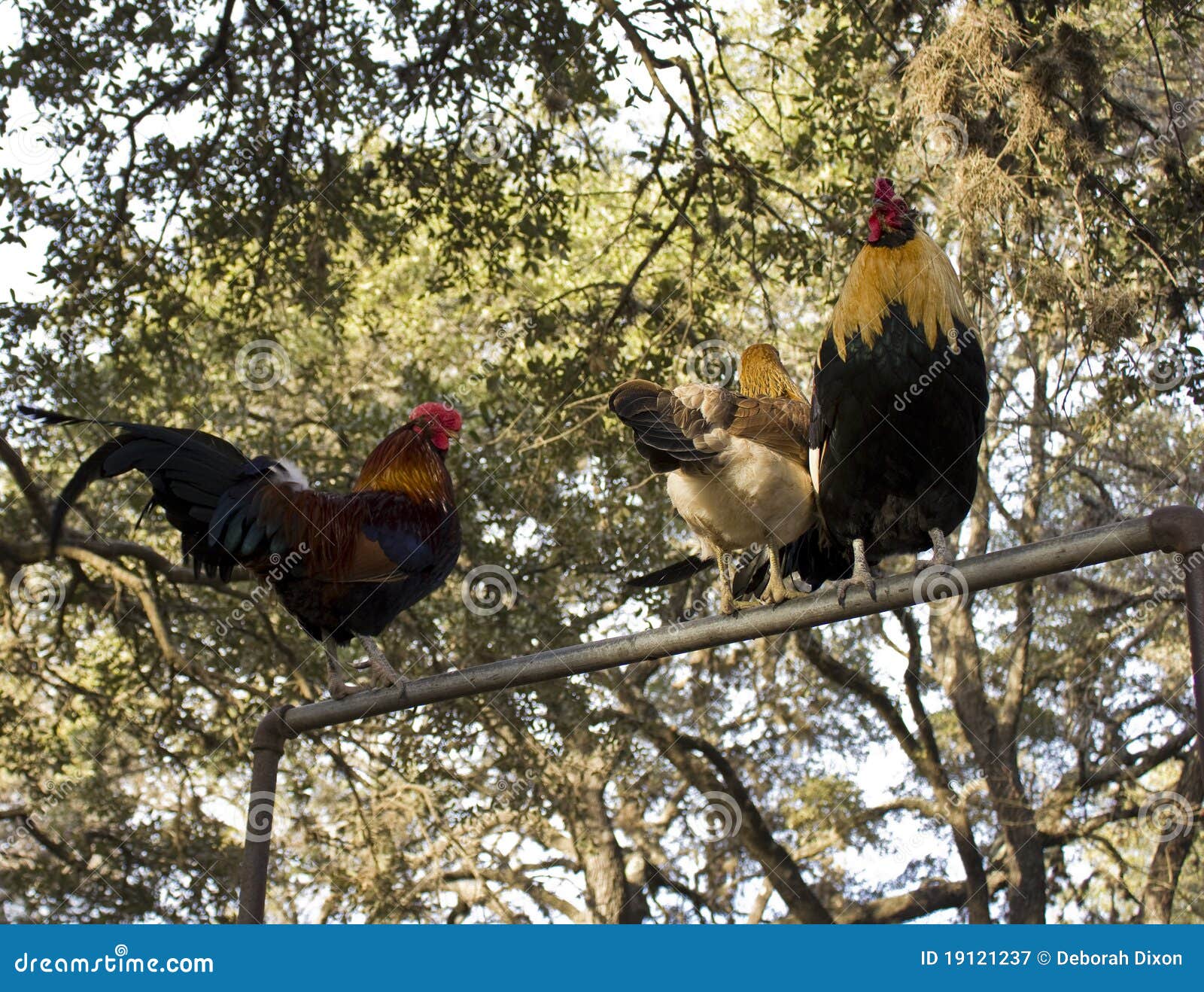 Roosters perching stock image. Image of fowl, texas, roosters - 19121237