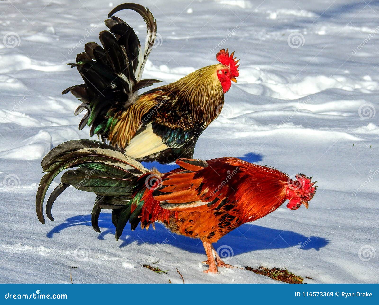 Carolina Snow Roosters stock image. Image of roosters - 116573369